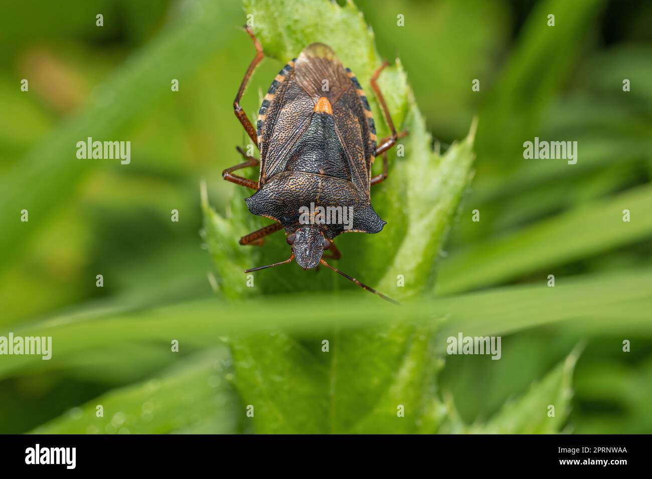 Macro top view of the forest bug or red-legged shieldbug . Horizontally ...