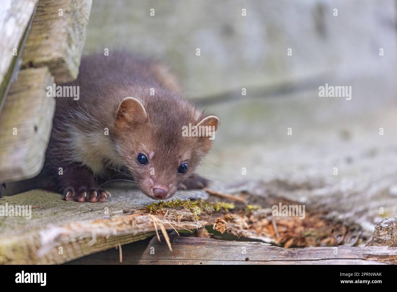Cute young marten posing on an old wooden building. Horizontally Stock ...