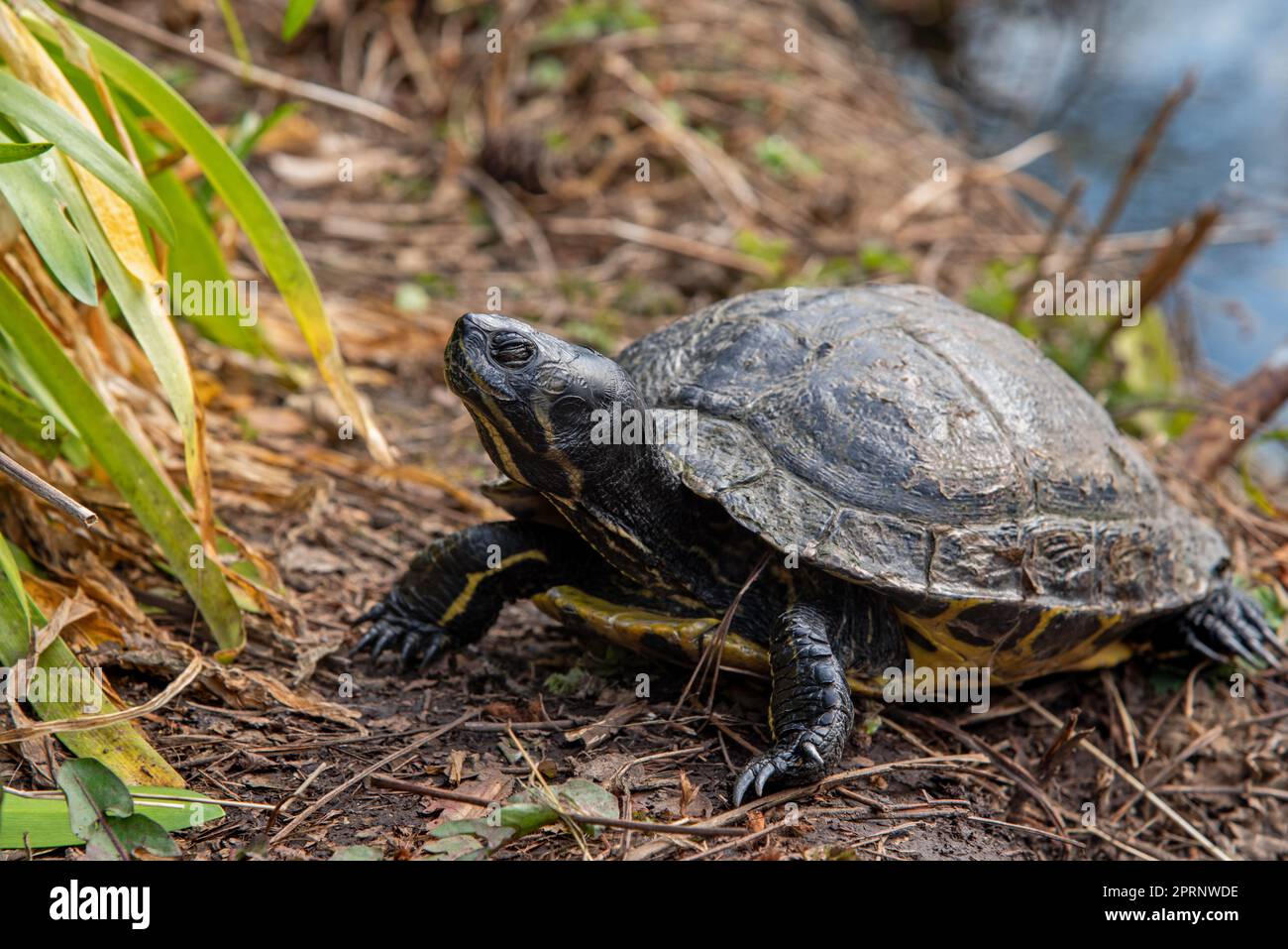 Yellow bellied turtle - pond slider, close up , Ireland Stock Photo - Alamy