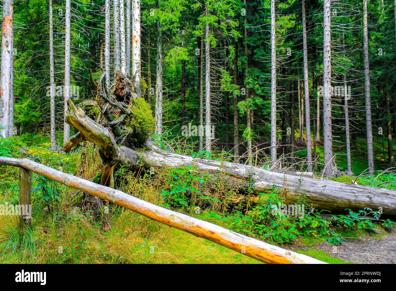 The dying silver forest with dead broken uprooted spruces or sawed off ...