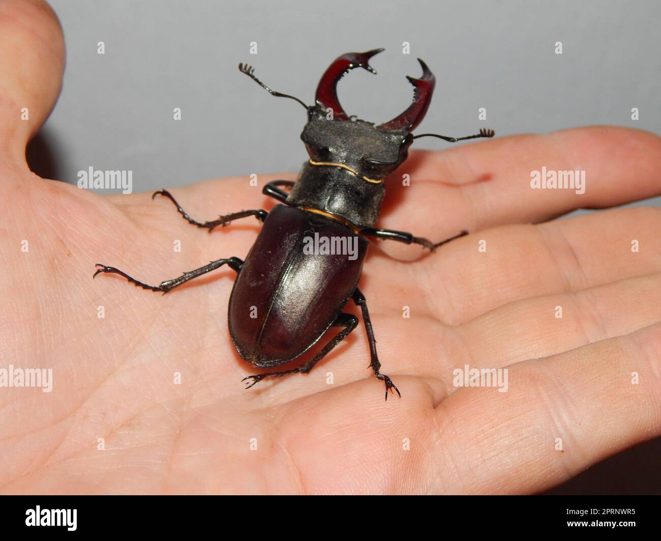 Large beetle stag beetle insects Stock Photo - Alamy