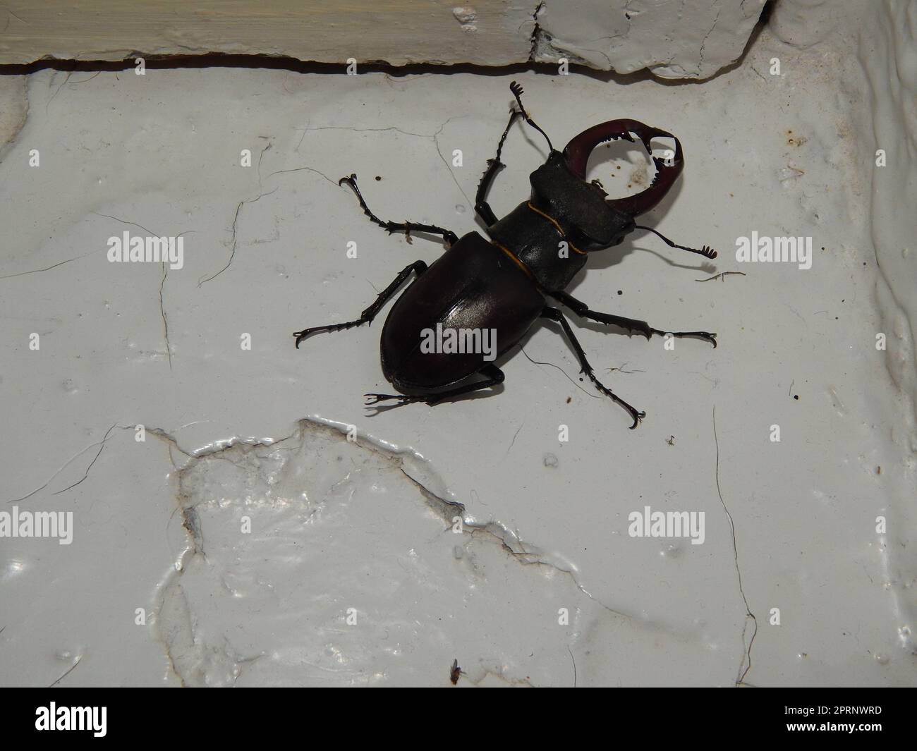 Large beetle stag beetle insects Stock Photo - Alamy