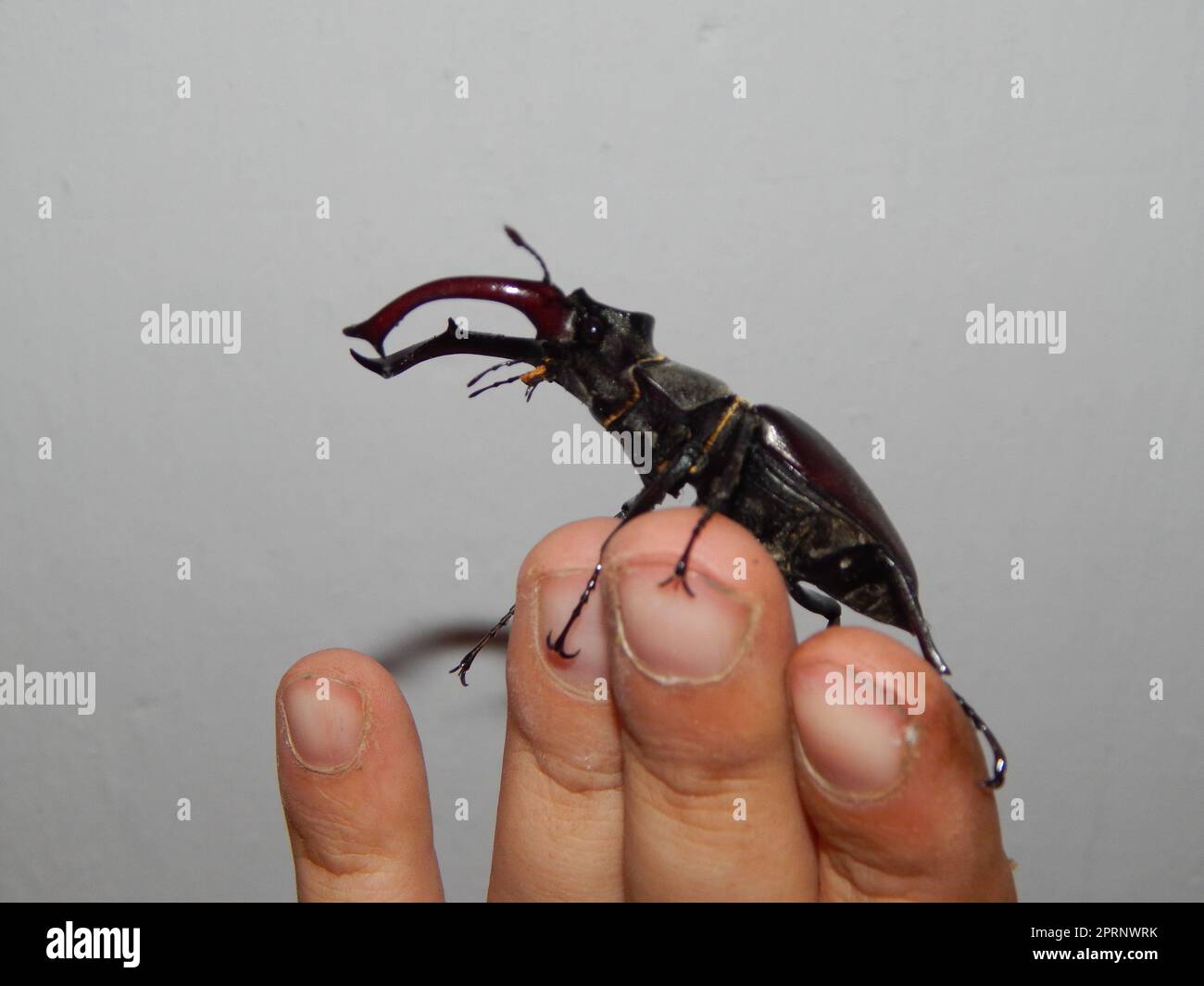 Large beetle stag beetle insects Stock Photo - Alamy