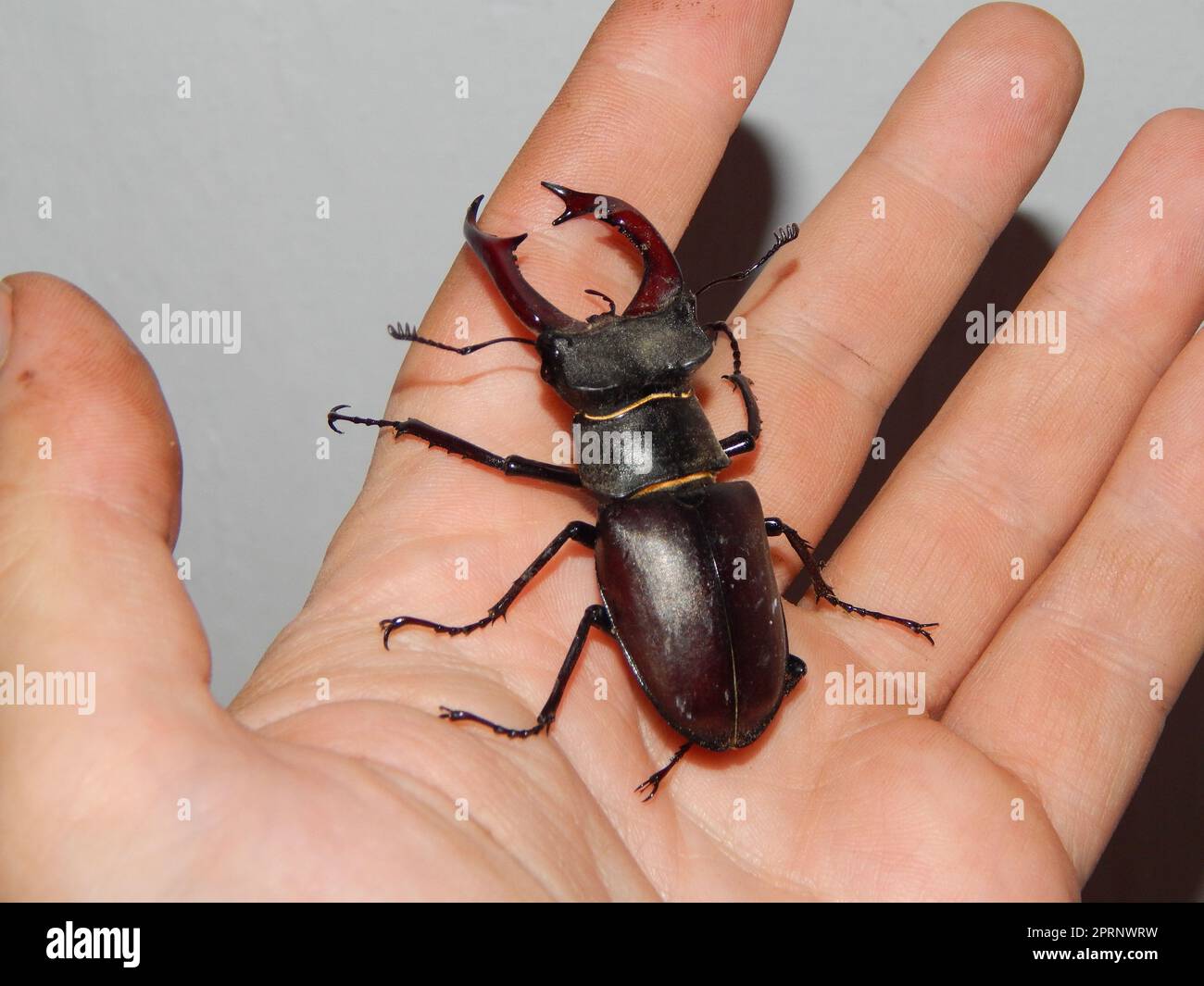 Large beetle stag beetle insects Stock Photo - Alamy