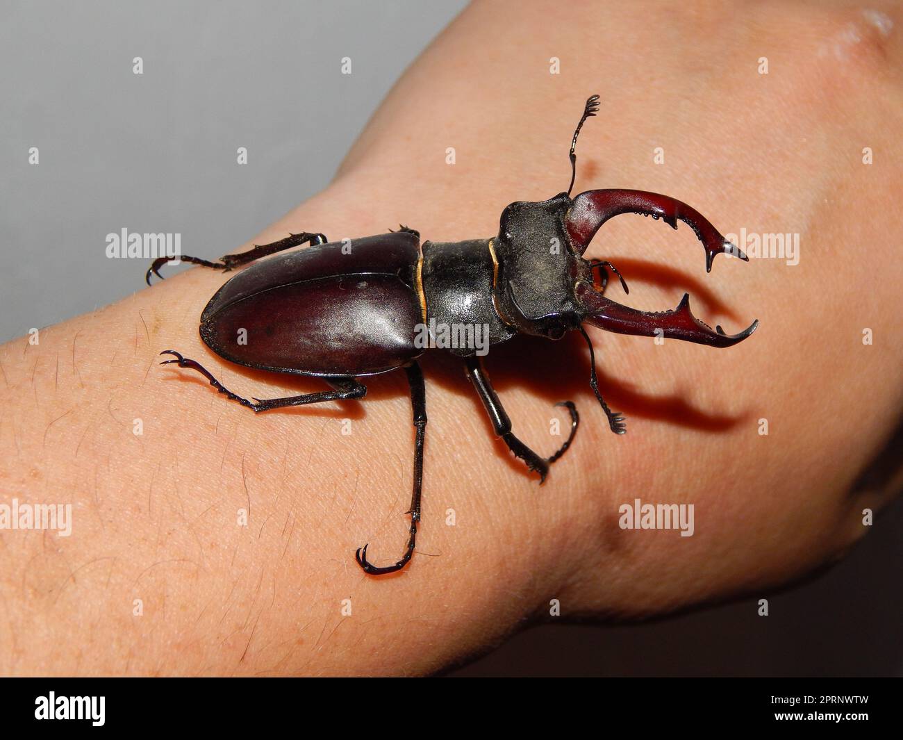 Large beetle stag beetle insects Stock Photo - Alamy