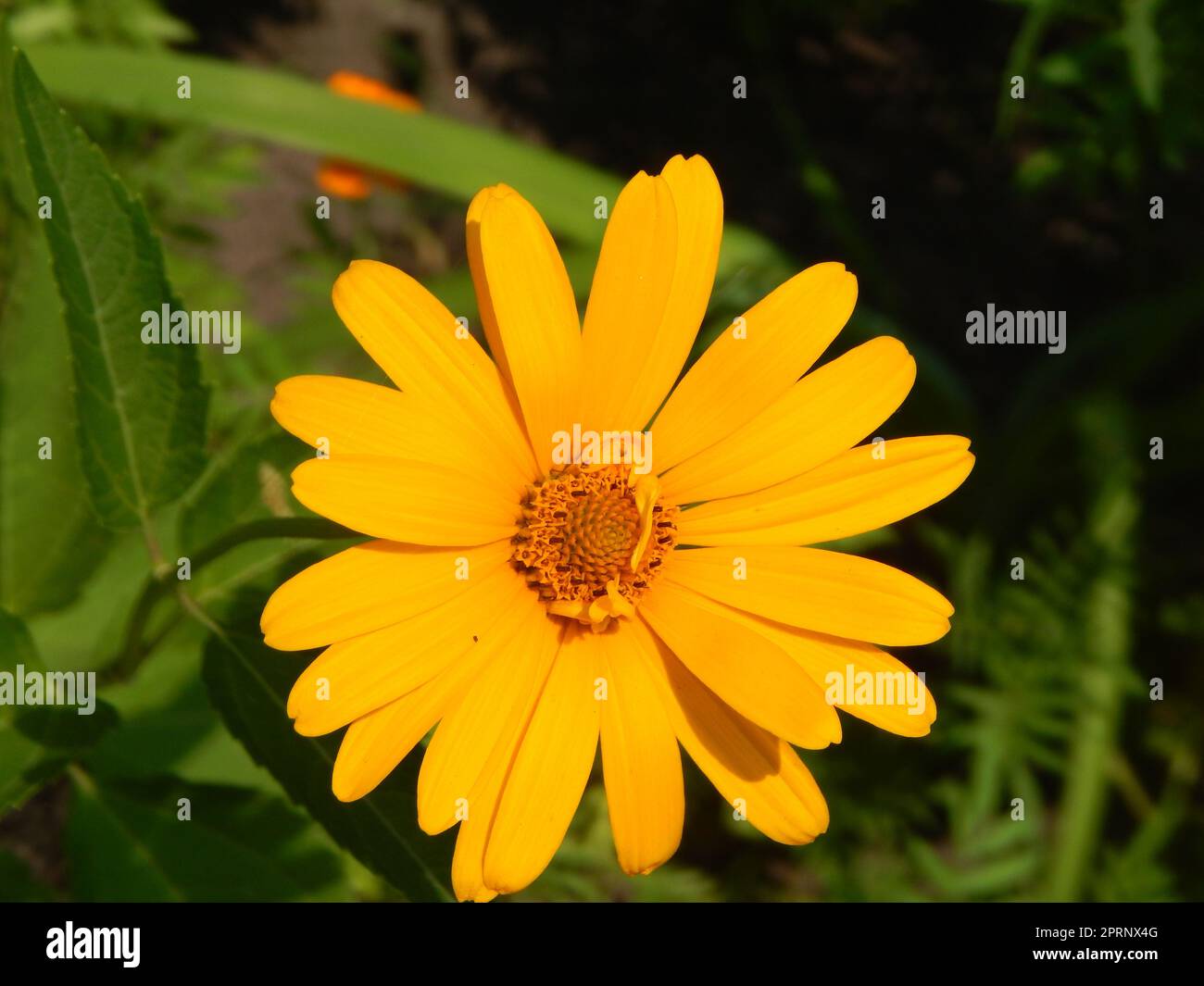 Texture nature grass flowers, trees wallpaper Stock Photo - Alamy