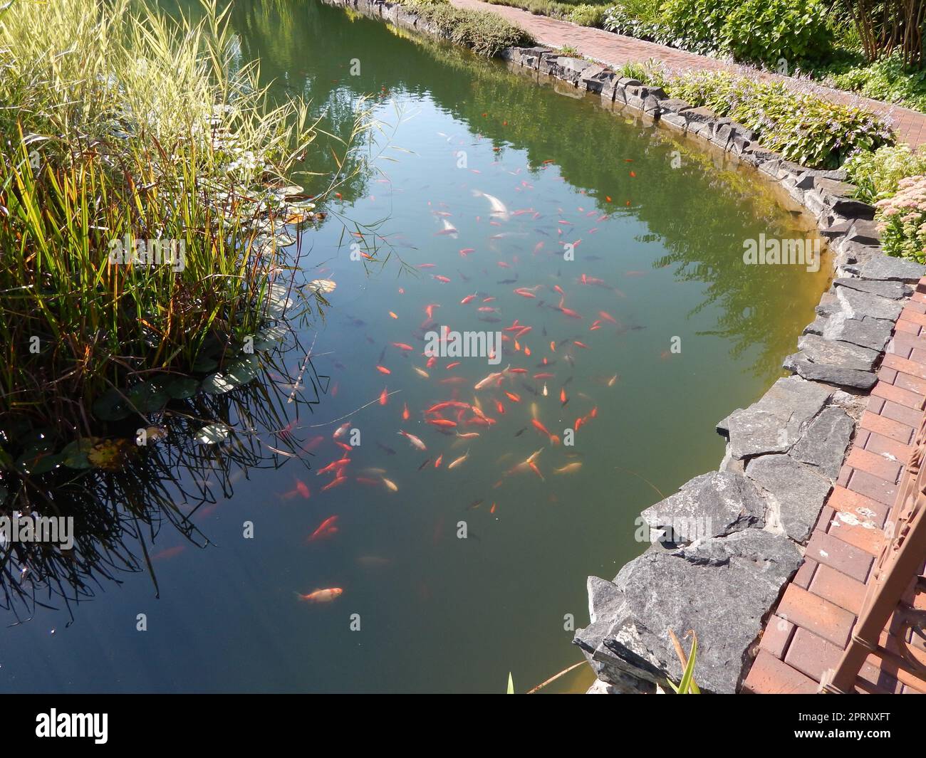 Landscape design and garden plants composition Stock Photo - Alamy