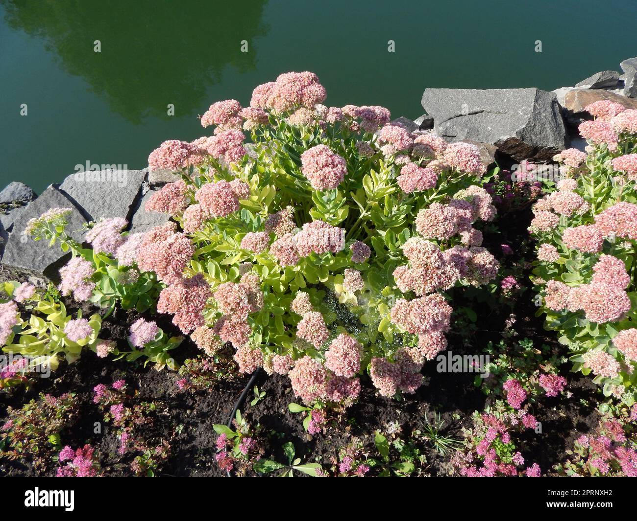 Landscape design and garden plants composition Stock Photo - Alamy