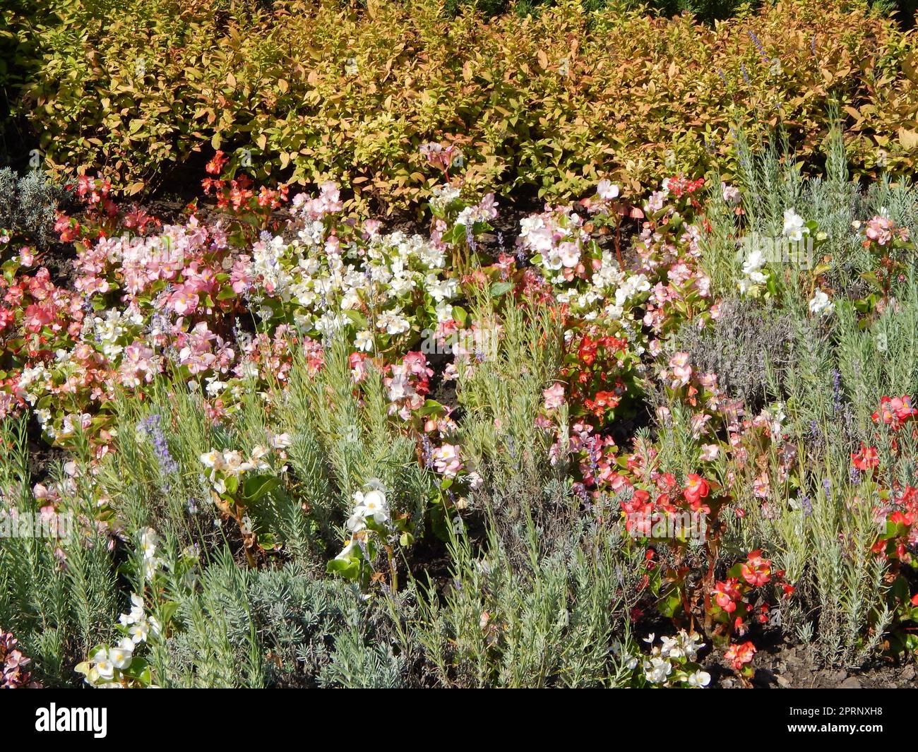 Landscape design and garden plants composition Stock Photo - Alamy