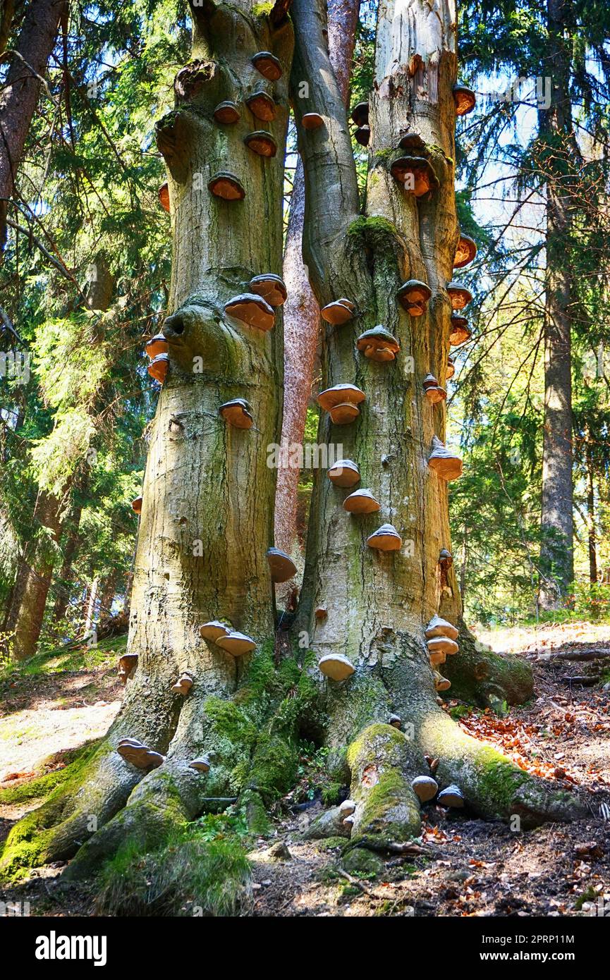 old tree with polypore fungus as death of tree Stock Photo - Alamy