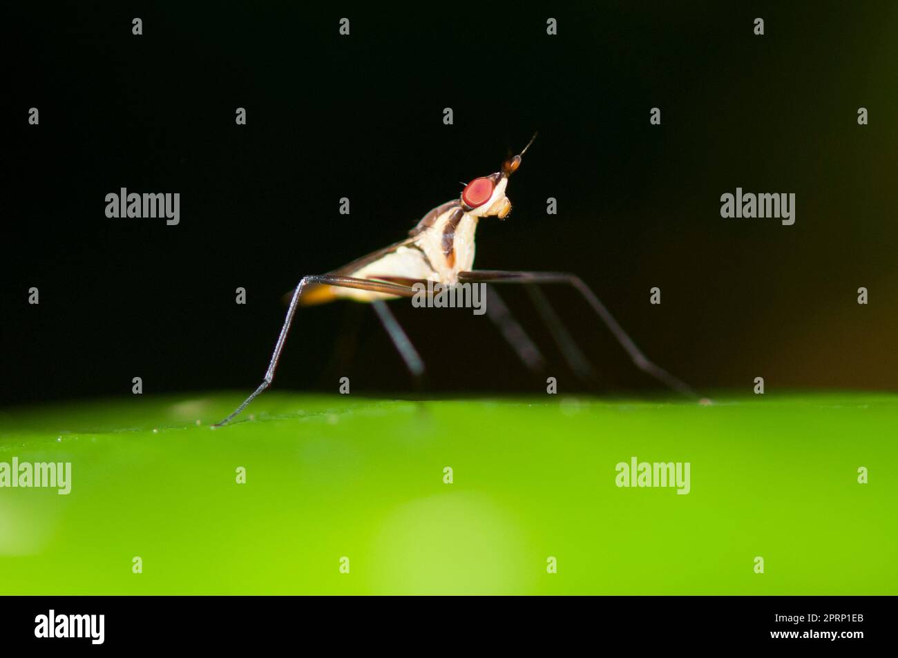 Banana-stalk Fly, Telostylinus lineolatus, on stem, Klungkung, Bali ...