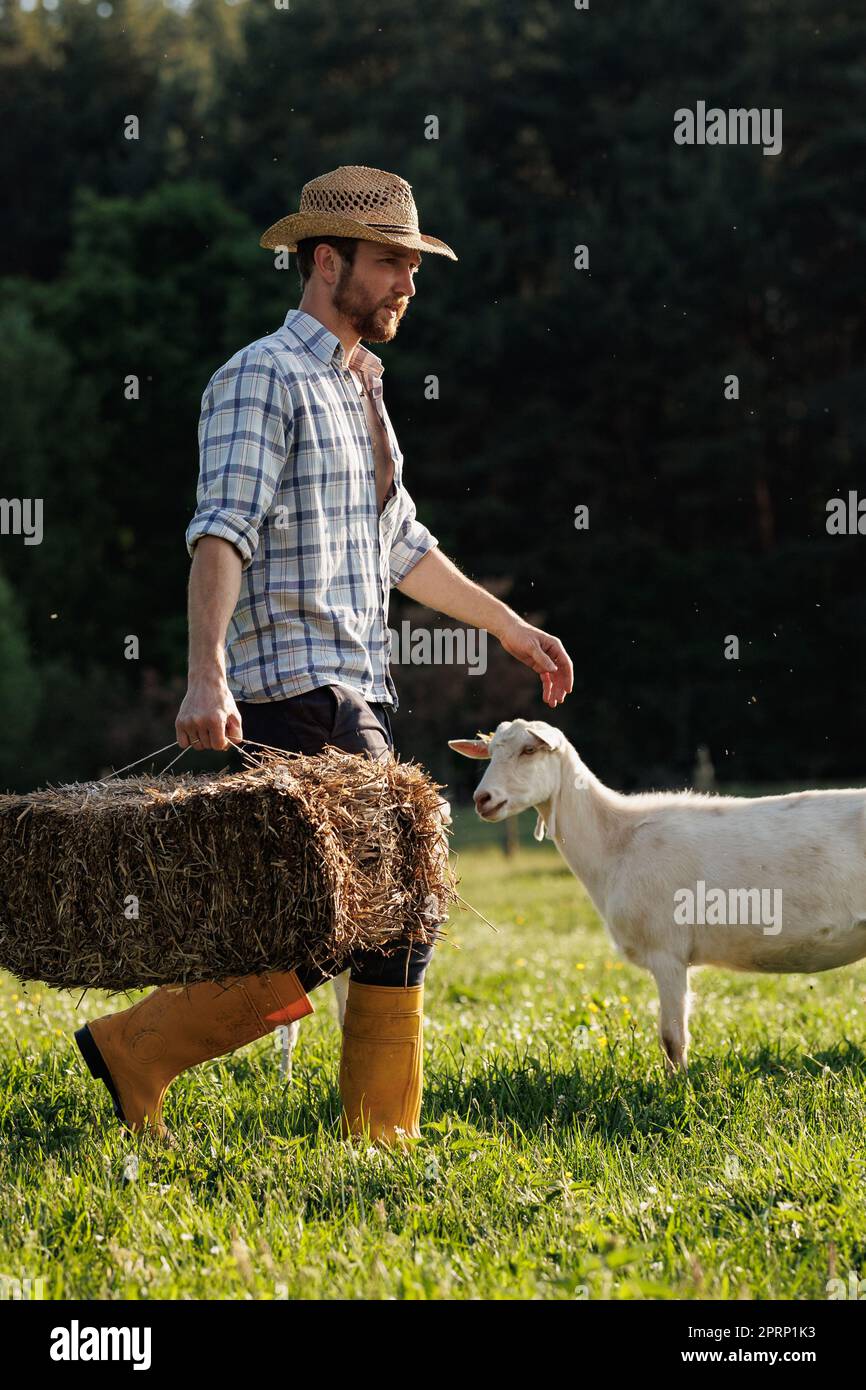 Male farmer carries hay for his goats. Young rancherman feeding cute ...