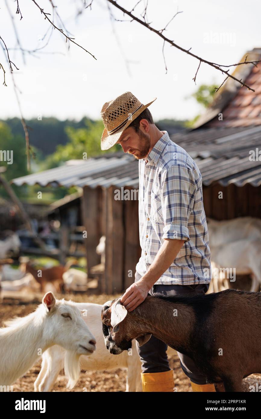 Male farmer taking care of his cute goats. Young rancherman getting pet ...