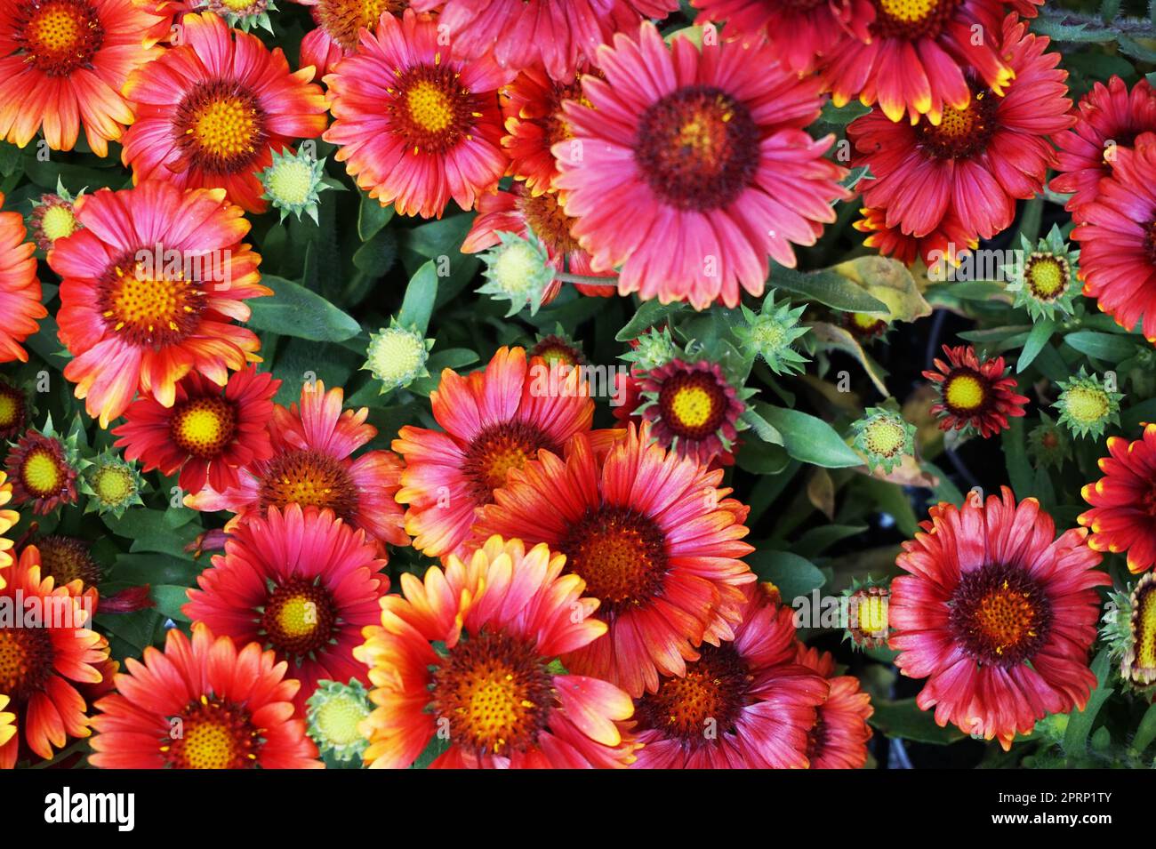 different color flowers as very nice background Stock Photo - Alamy
