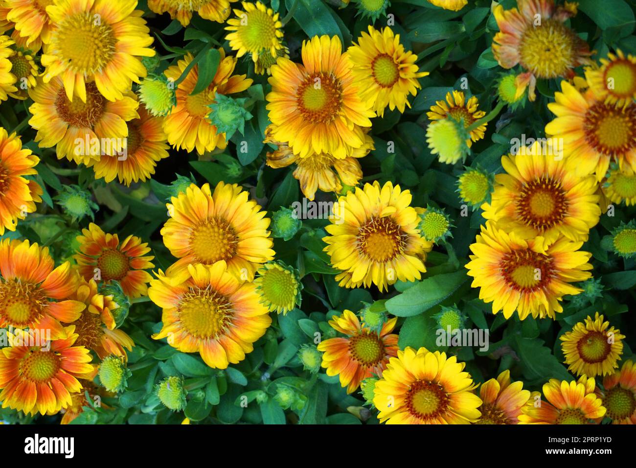 different color flowers as very nice background Stock Photo - Alamy
