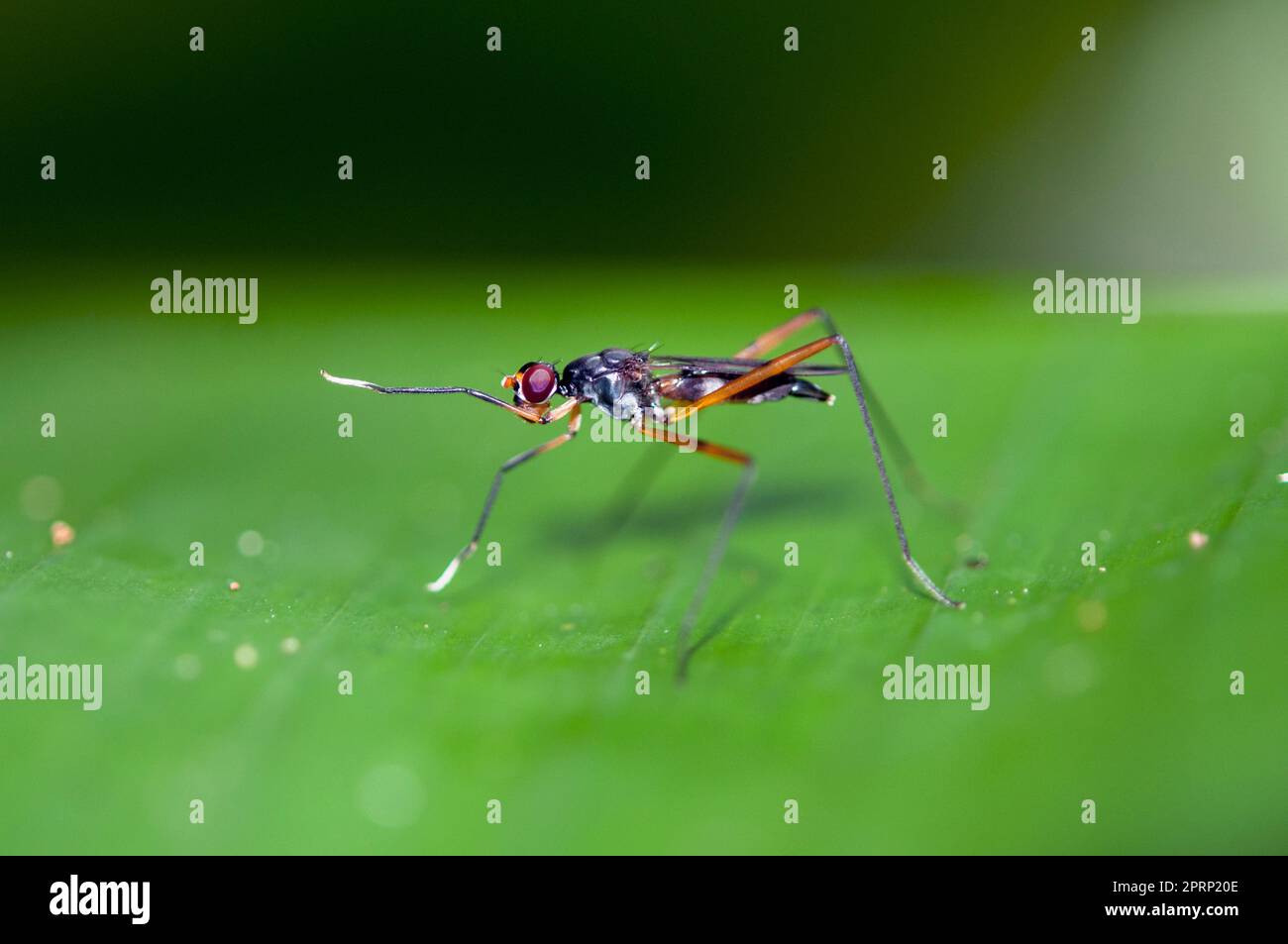 Stilt-legged Fly, Micropezidae Family, on leaf, Klungkung, Bali ...
