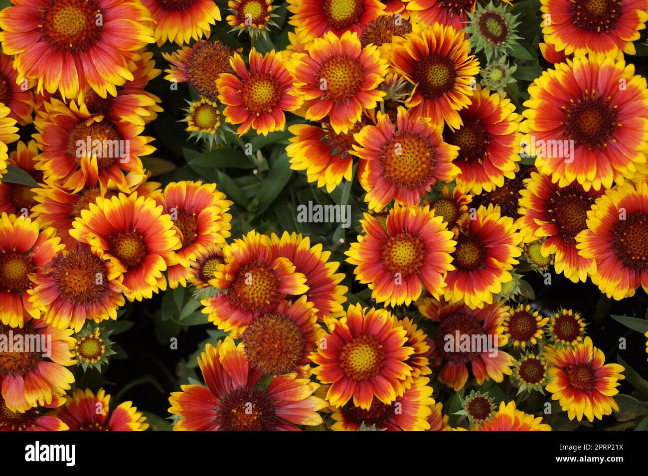 different color flowers as very nice background Stock Photo - Alamy