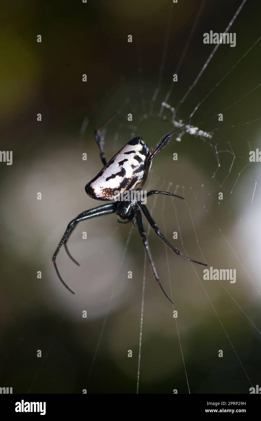 Pear-Shaped Leucauge Spider, Opadometa fastigata, on web, Klungkung ...