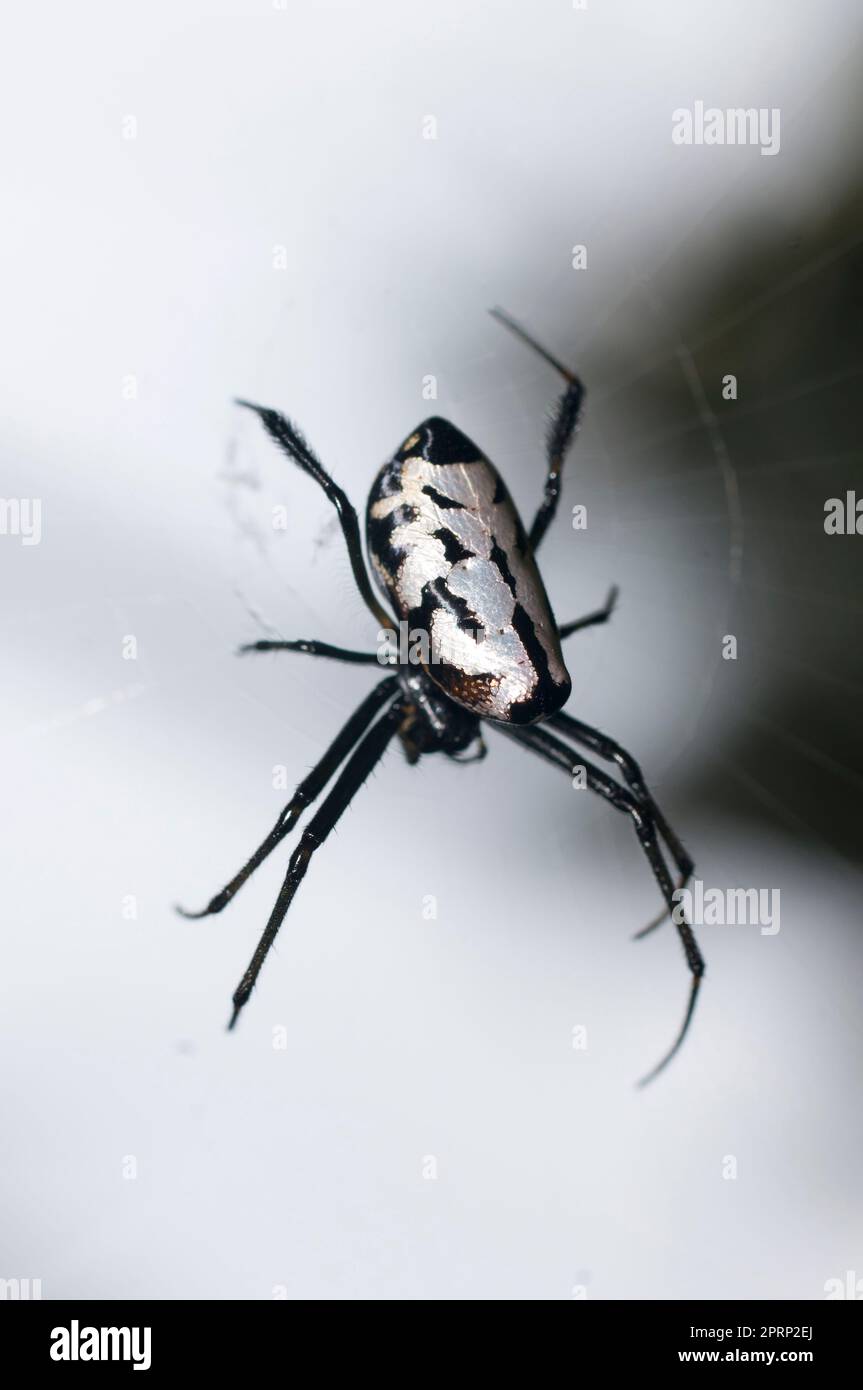 Pear-Shaped Leucauge Spider, Opadometa fastigata, on web, Klungkung ...