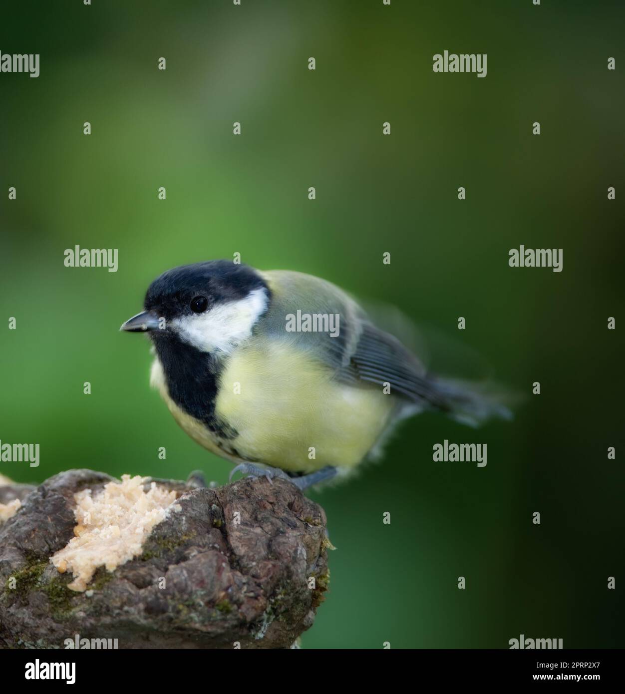 The great tit (Parus major) is a passerine bird in the tit family ...
