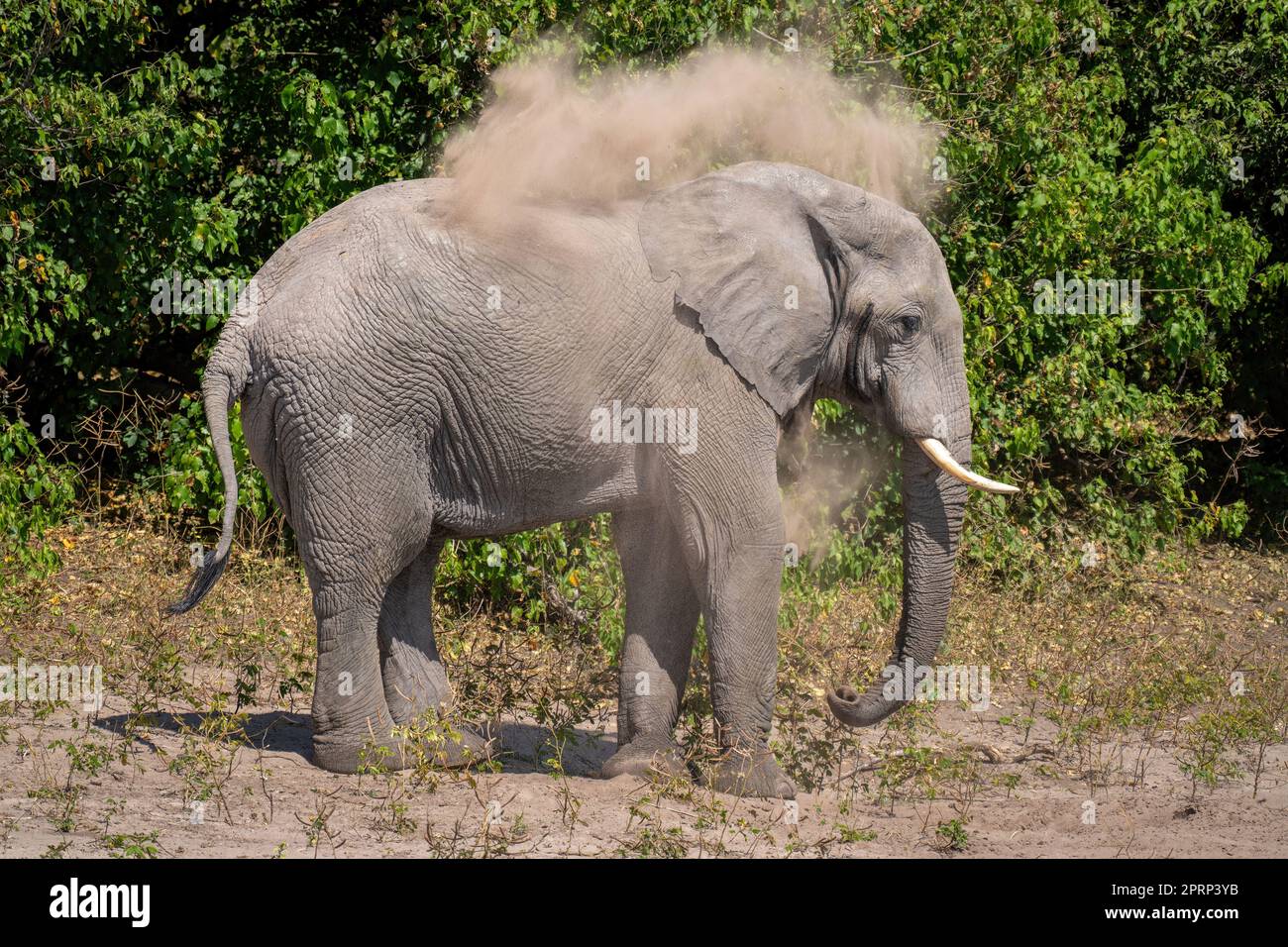 Blowing sand hi-res stock photography and images - Alamy