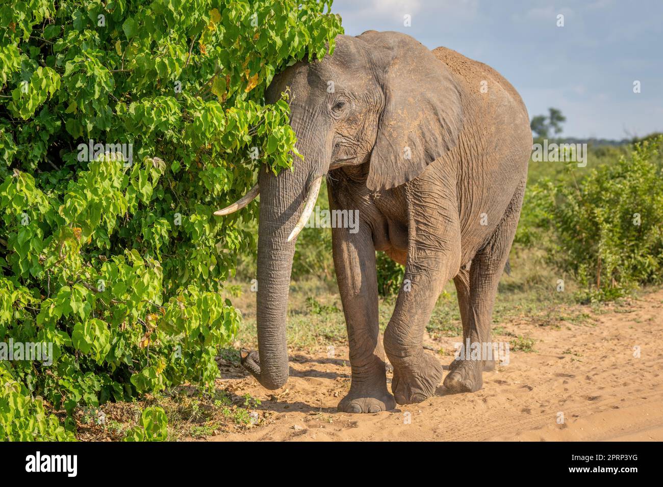 African bush elephant brushes past leafy bush Stock Photo - Alamy