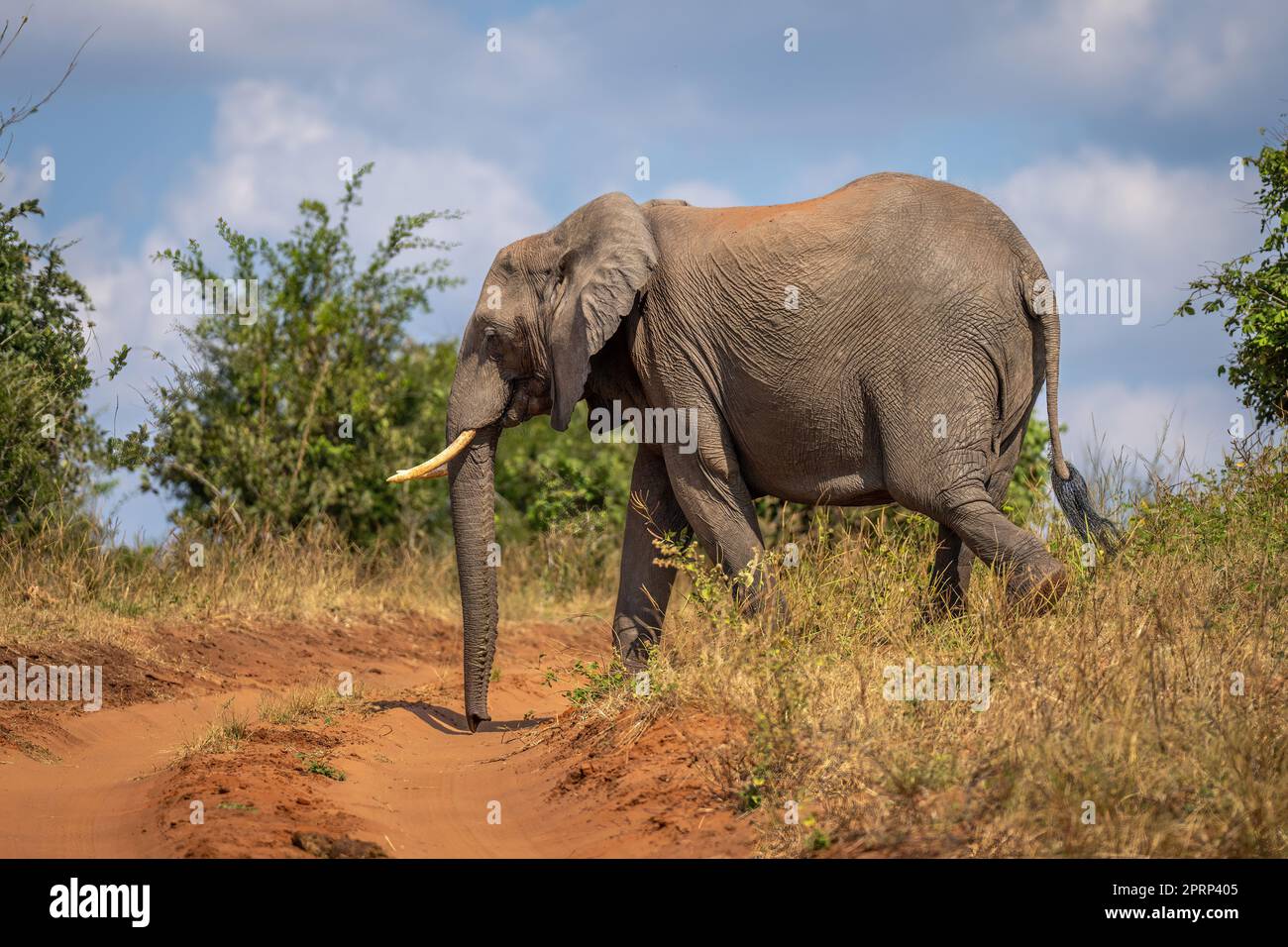 African red bush hi-res stock photography and images - Alamy