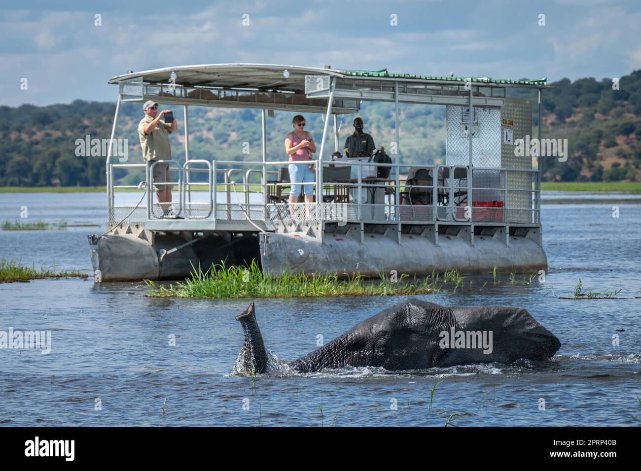 African elephant near water in hi-res stock photography and images - Alamy