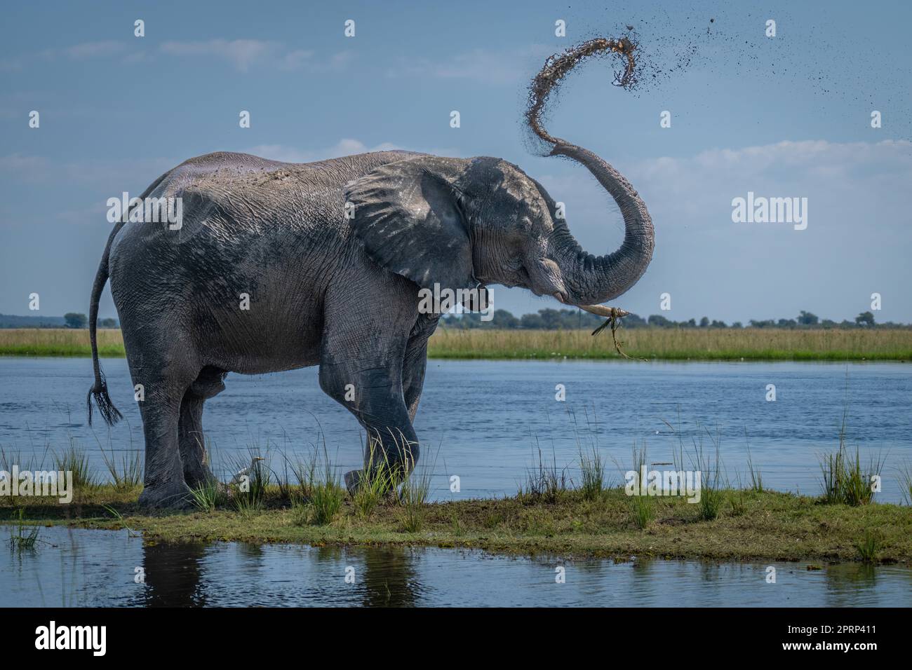 African bush elephant spraying mud over back Stock Photo - Alamy