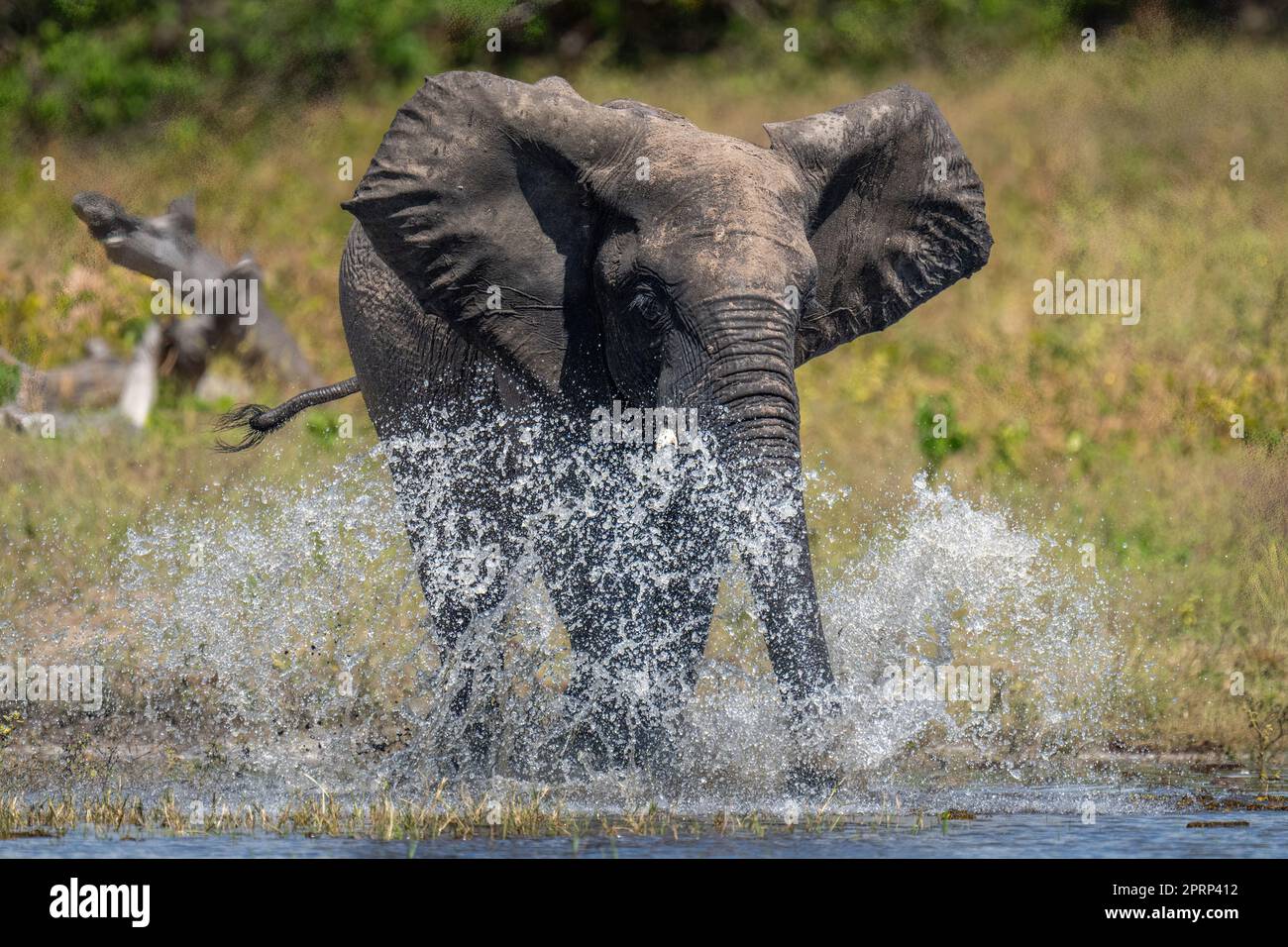African bush elephant splashing through shallow river Stock Photo - Alamy