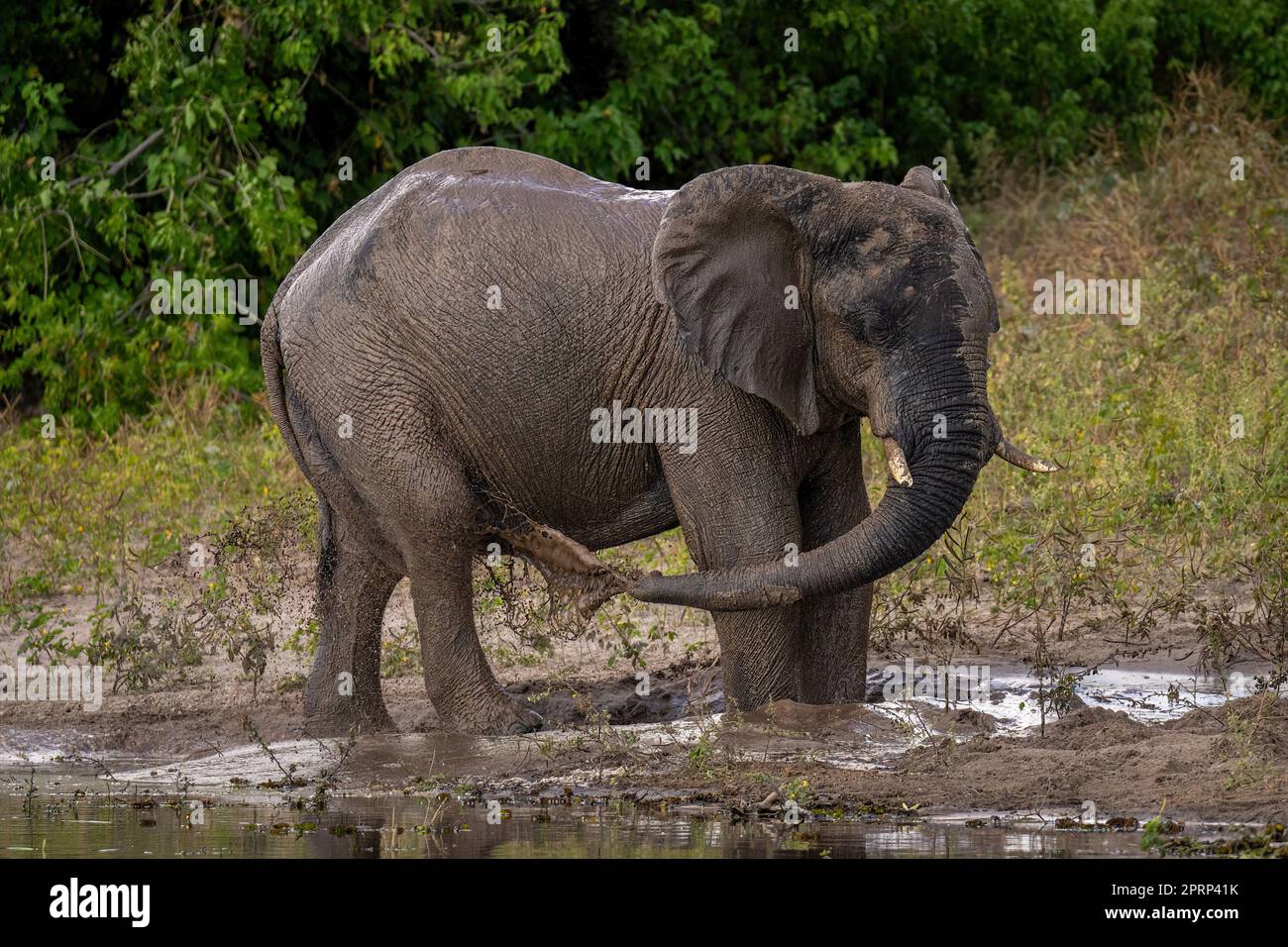 African bush elephant squirting dirt over flank Stock Photo - Alamy