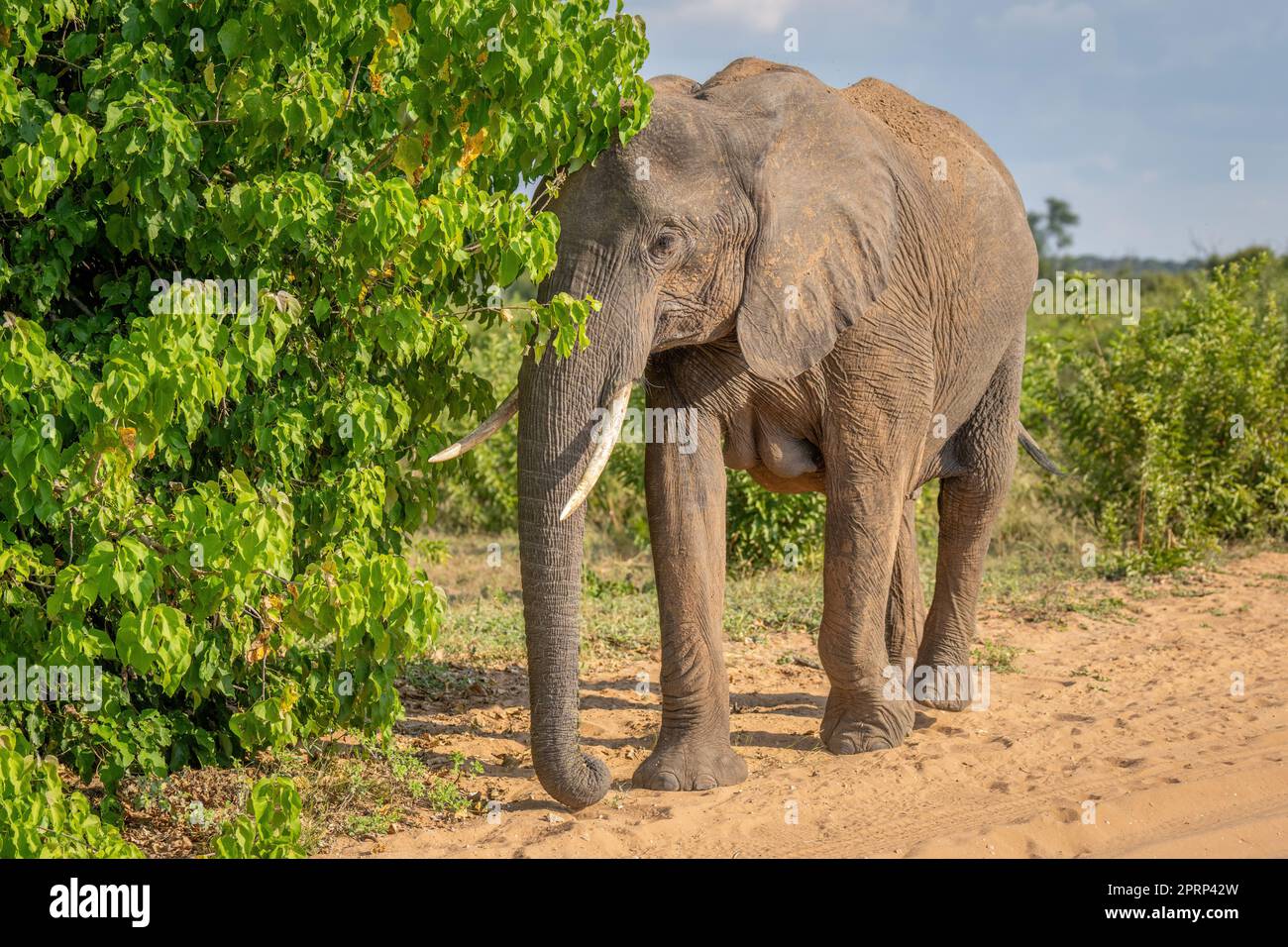 African elephant stands behind hi-res stock photography and images - Alamy