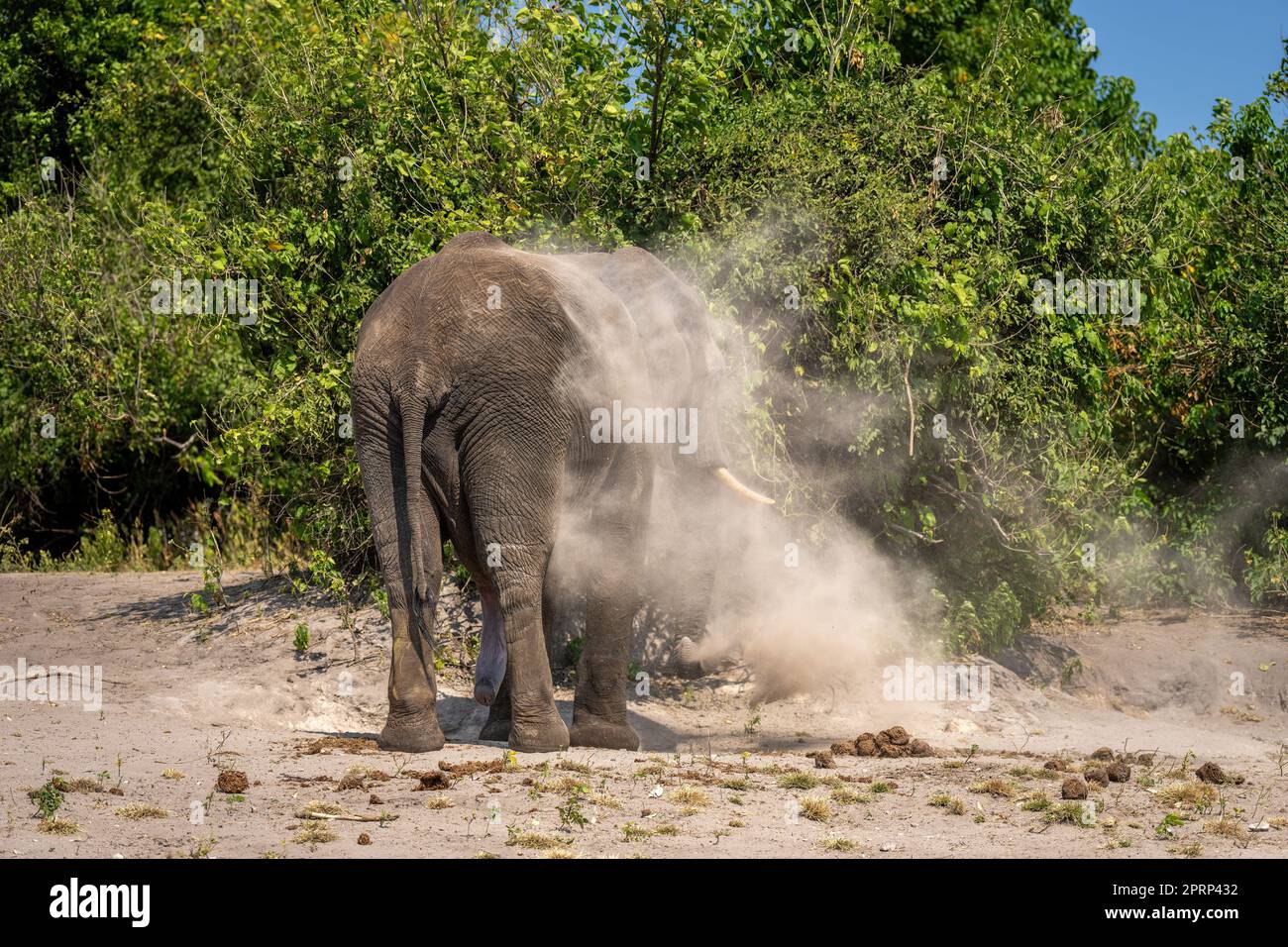 African bush elephant stands covered in dust Stock Photo - Alamy