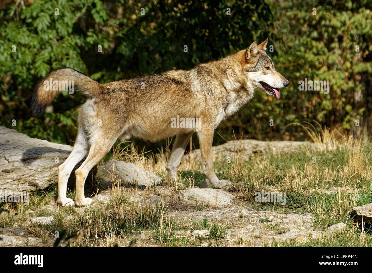 Timberwolf hi-res stock photography and images - Alamy