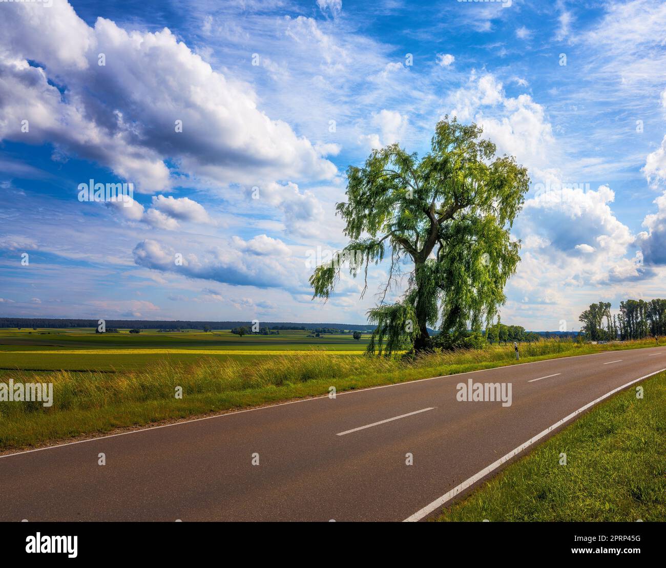 Lonely tree hi-res stock photography and images - Alamy
