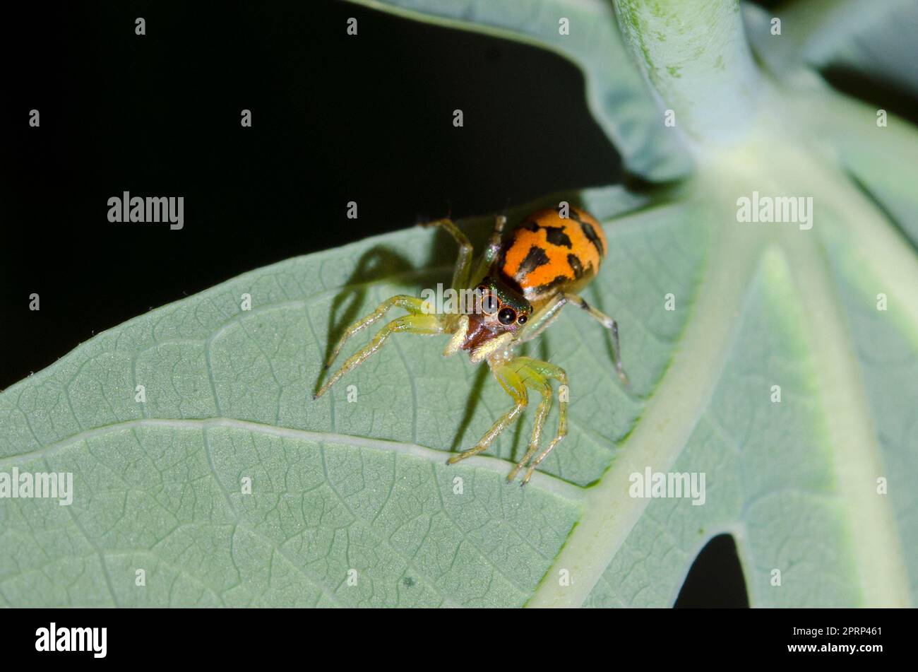 Jumping Spider, Natta sp, on leaf, Klungkung, Bali, Indonesia Stock ...