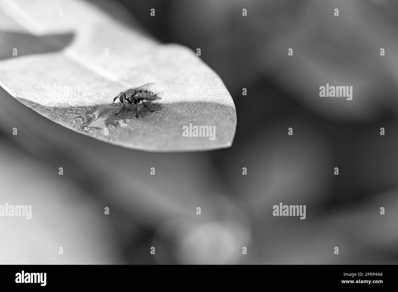 Flesh fly photographed in black and white, on a green leaf with light ...
