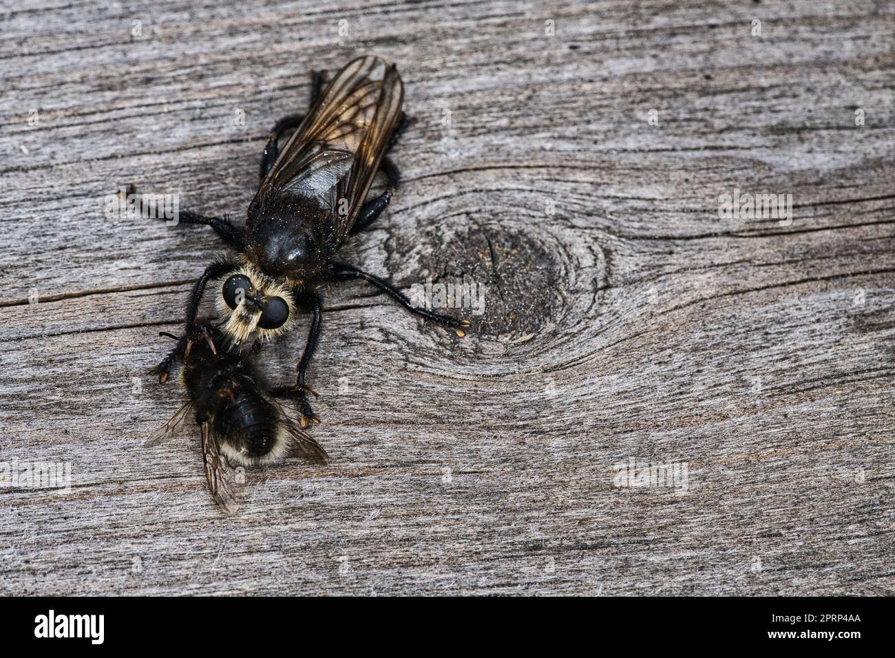 Yellow murder fly or yellow robber fly with a bumblebee as prey. Insect ...