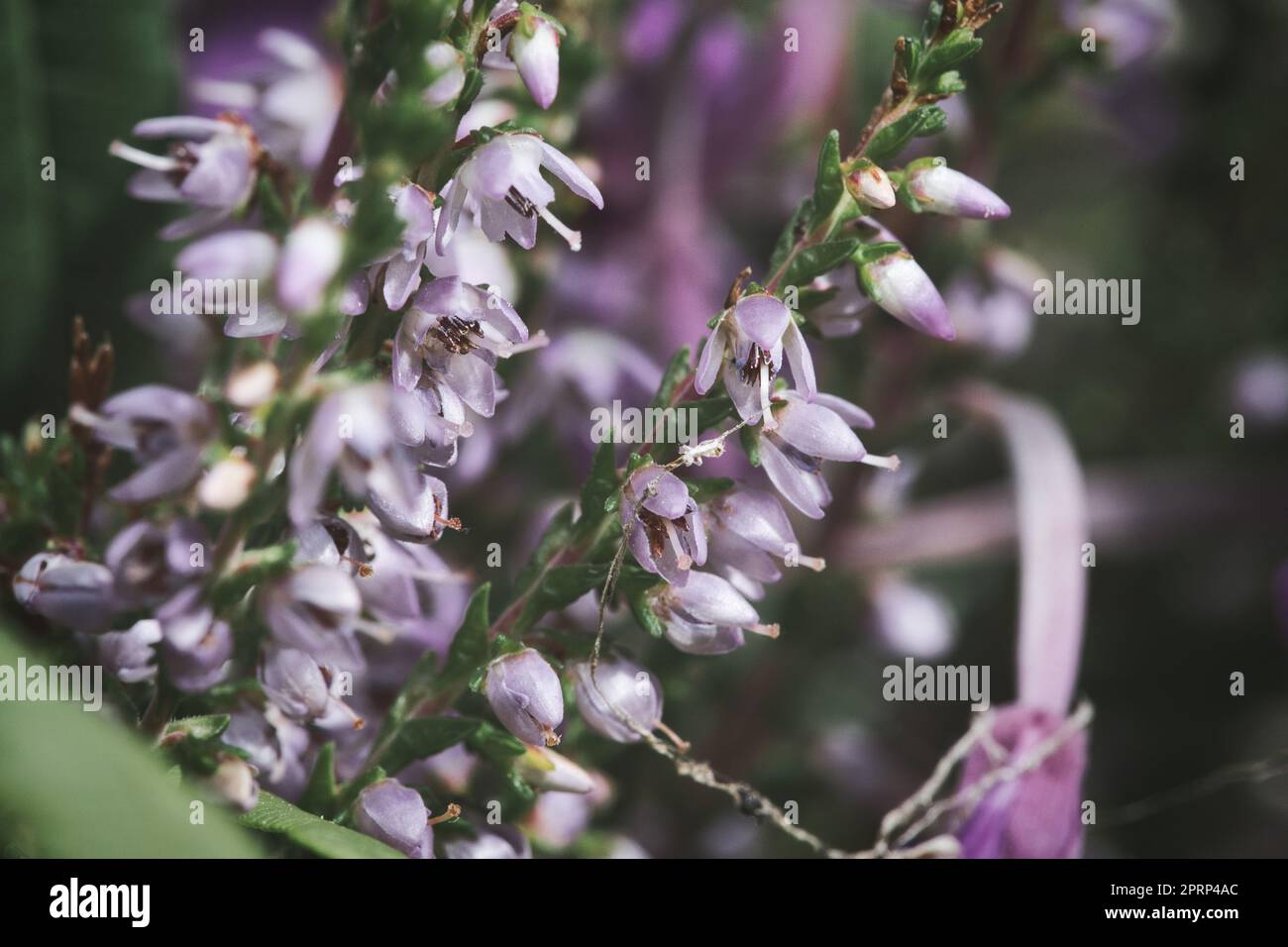 Filigree flowers hi-res stock photography and images - Alamy