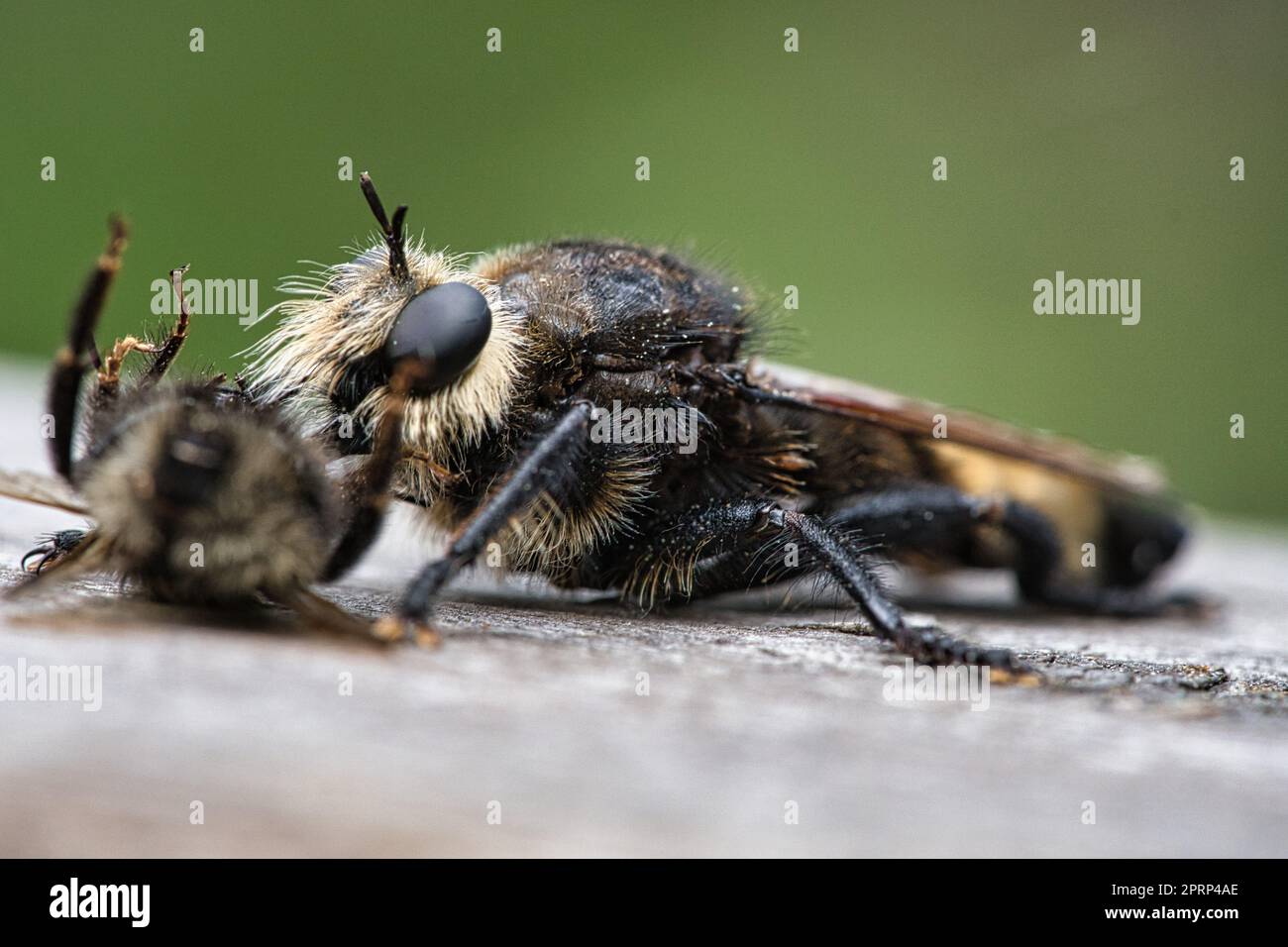 Yellow murder fly or yellow robber fly with a bumblebee as prey. Insect ...