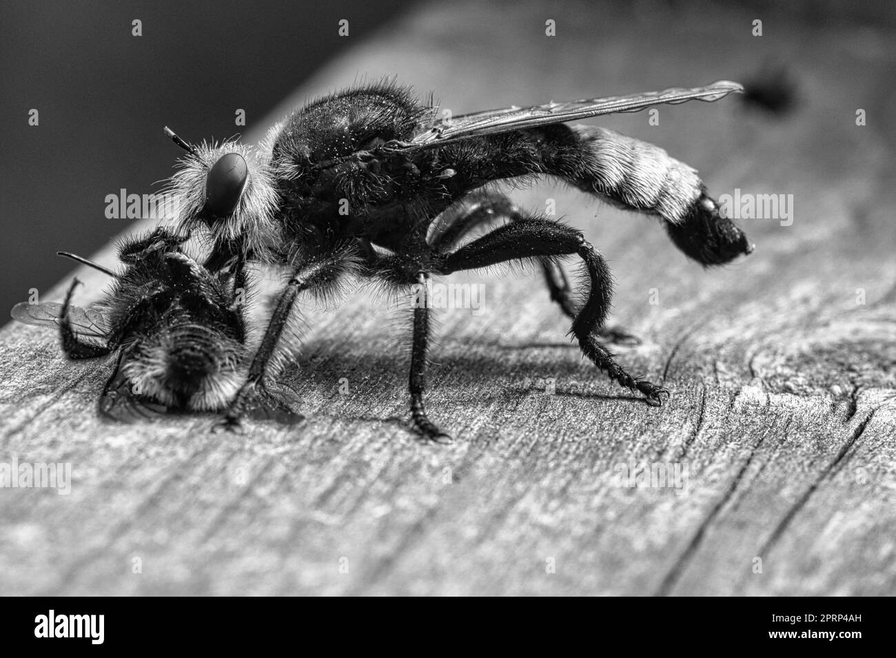 Yellow murder fly or robber fly as black and white image with a ...