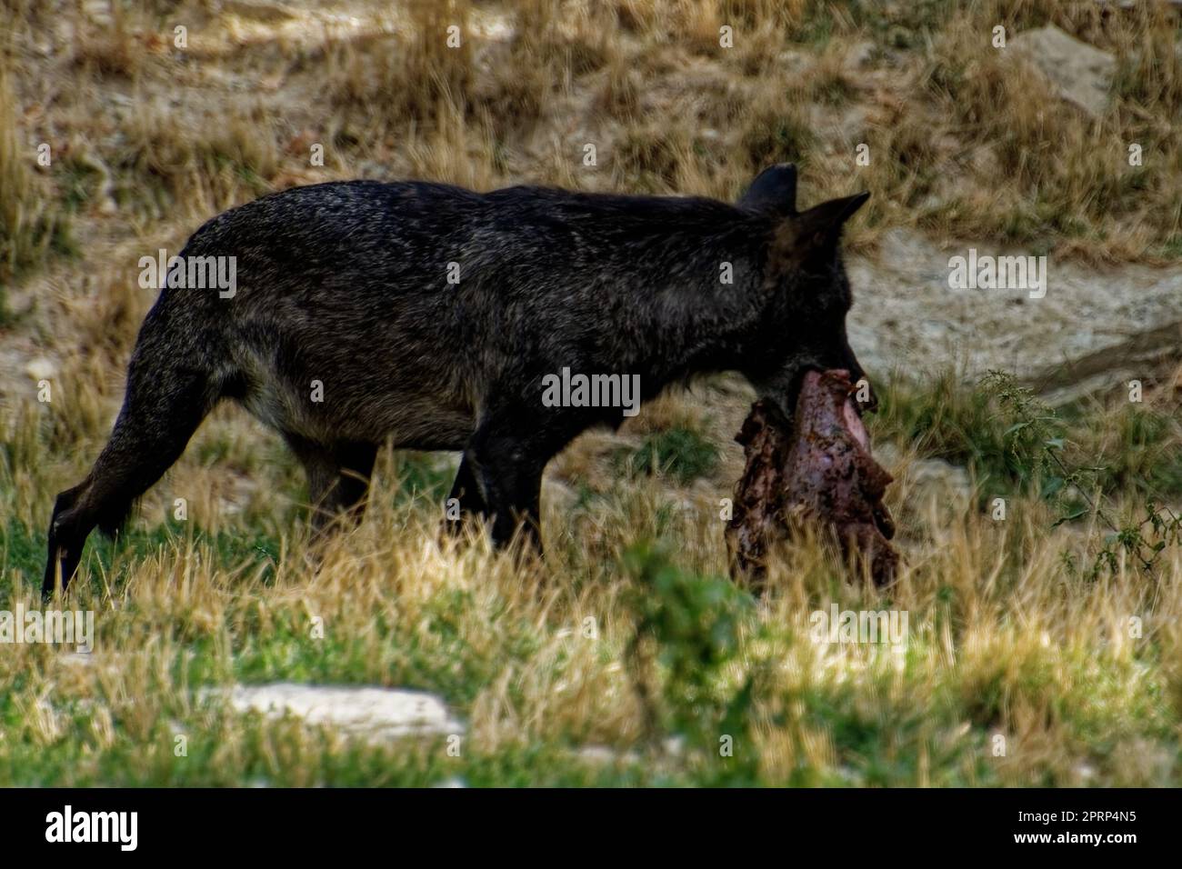 Timberwolf hi-res stock photography and images - Alamy