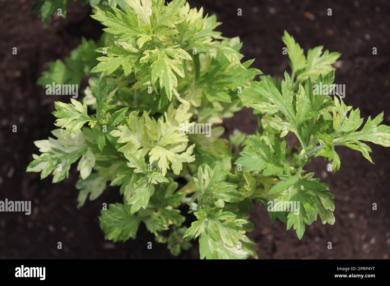 Mugwort hi-res stock photography and images - Alamy