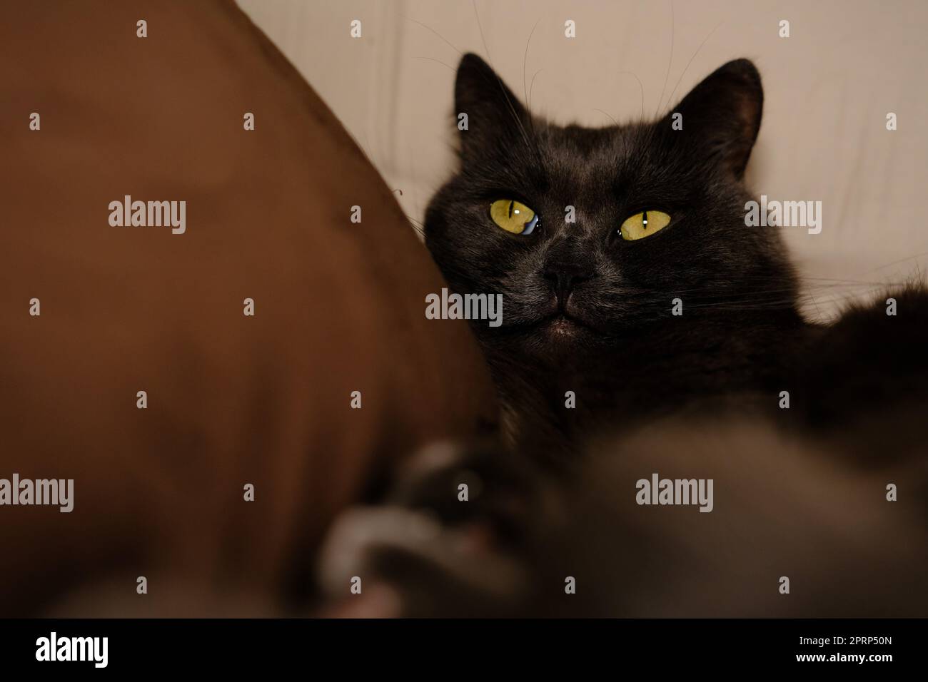 Sleepy gray cat stretched his paws forward. Domestic lazy kitty with ...