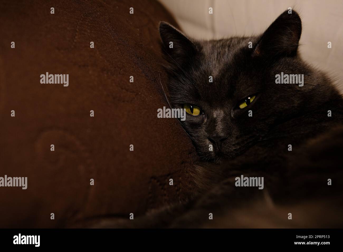 Sleepy gray cat stretched his paws forward. Domestic lazy kitty with ...