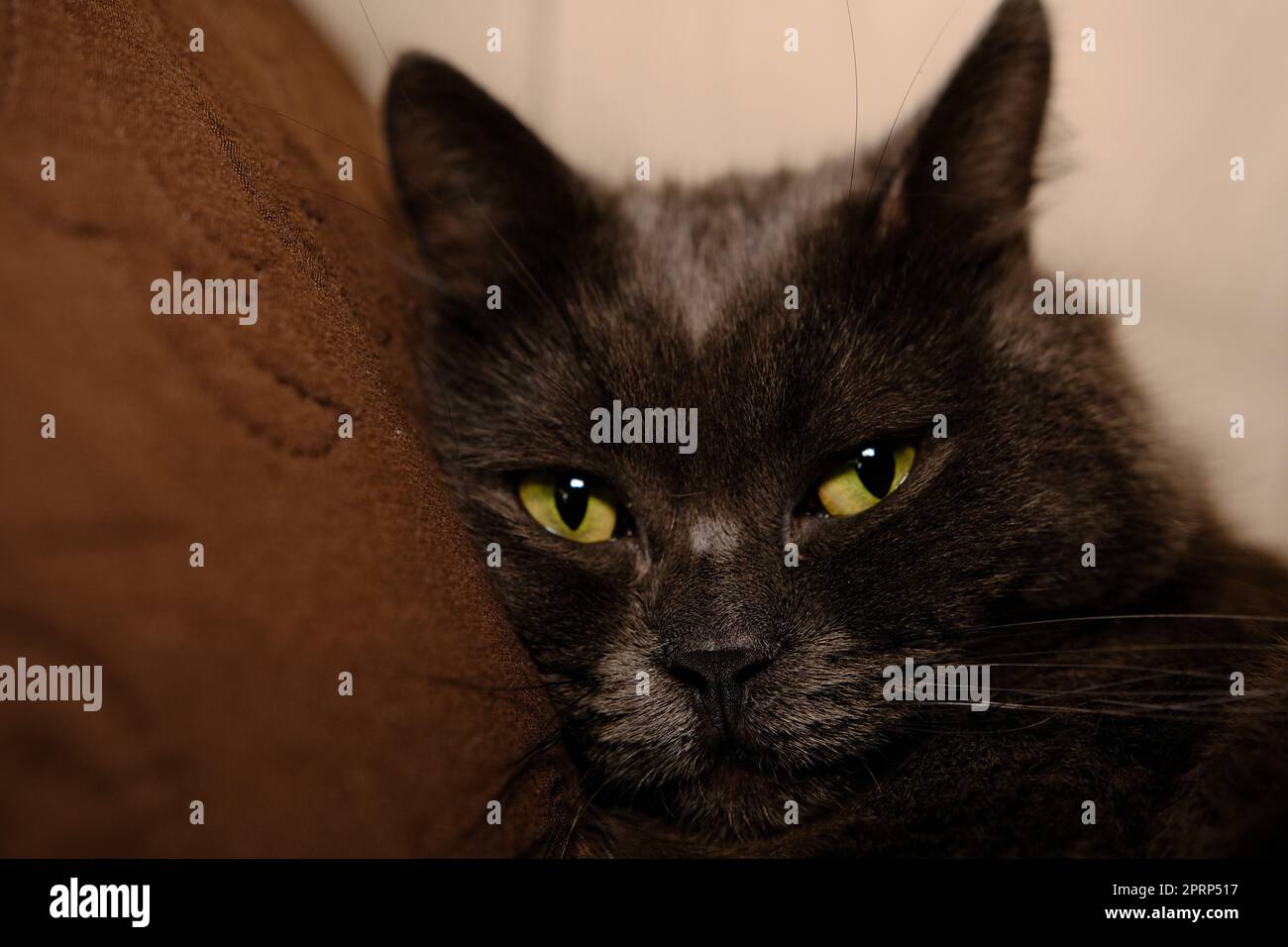 Sleepy gray cat stretched his paws forward. Domestic lazy kitty with ...