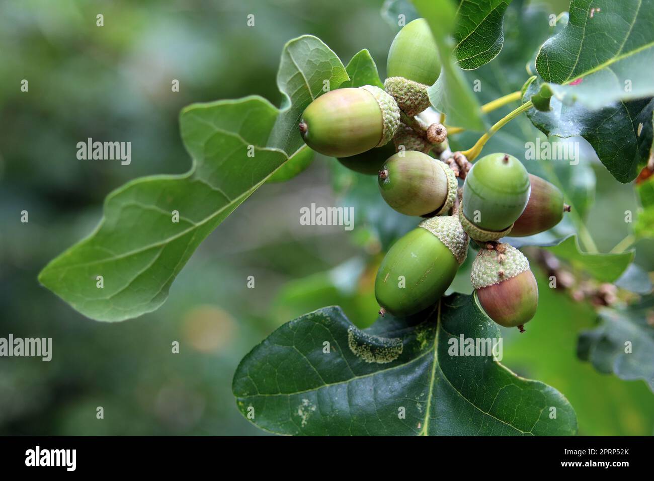The fruits of oak Stock Photo - Alamy