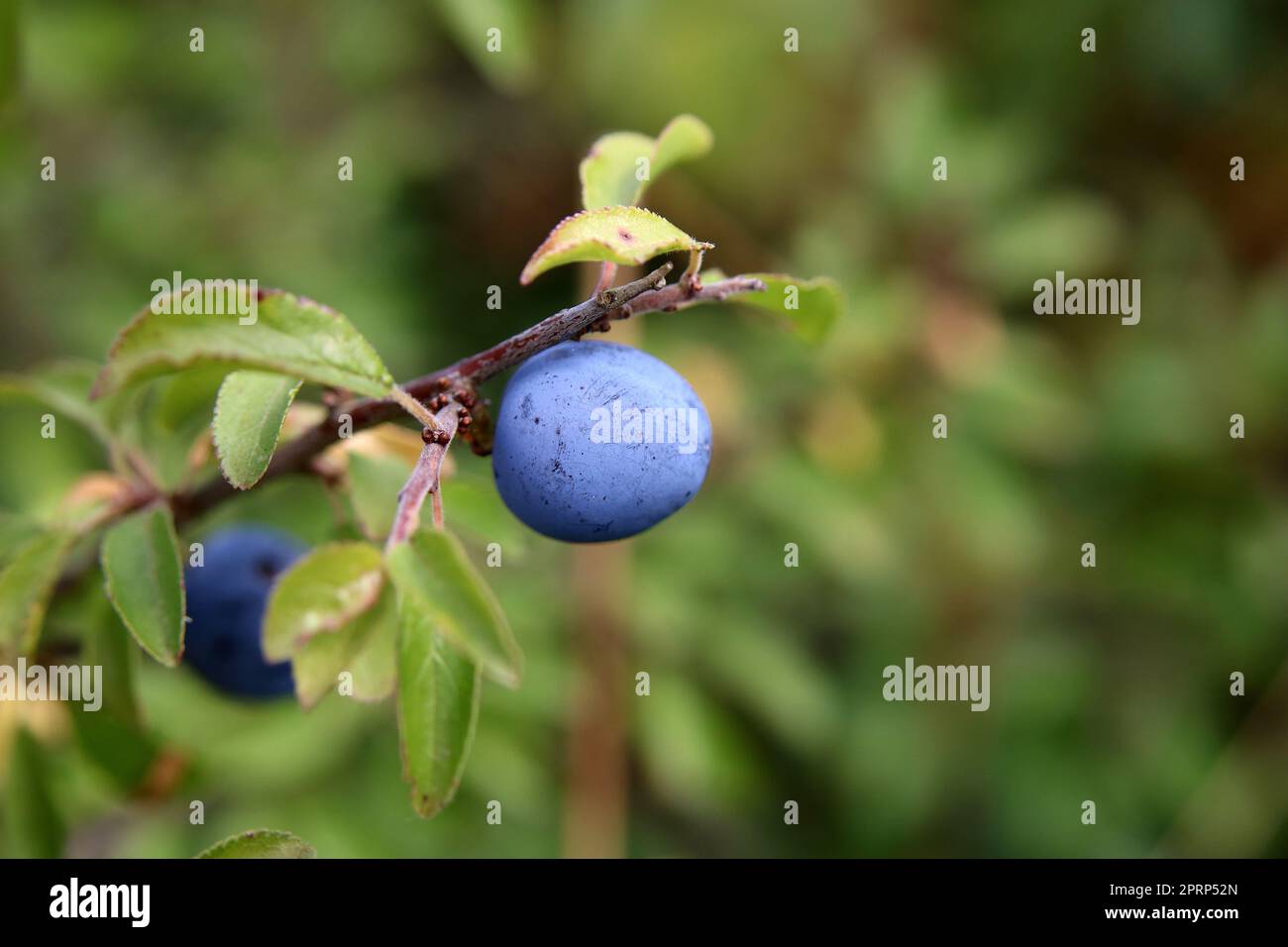 Thorny forest hi-res stock photography and images - Alamy
