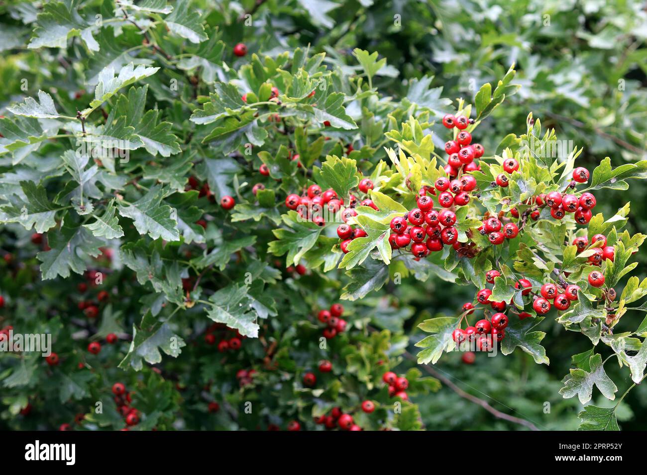 Blood red berries hi-res stock photography and images - Alamy