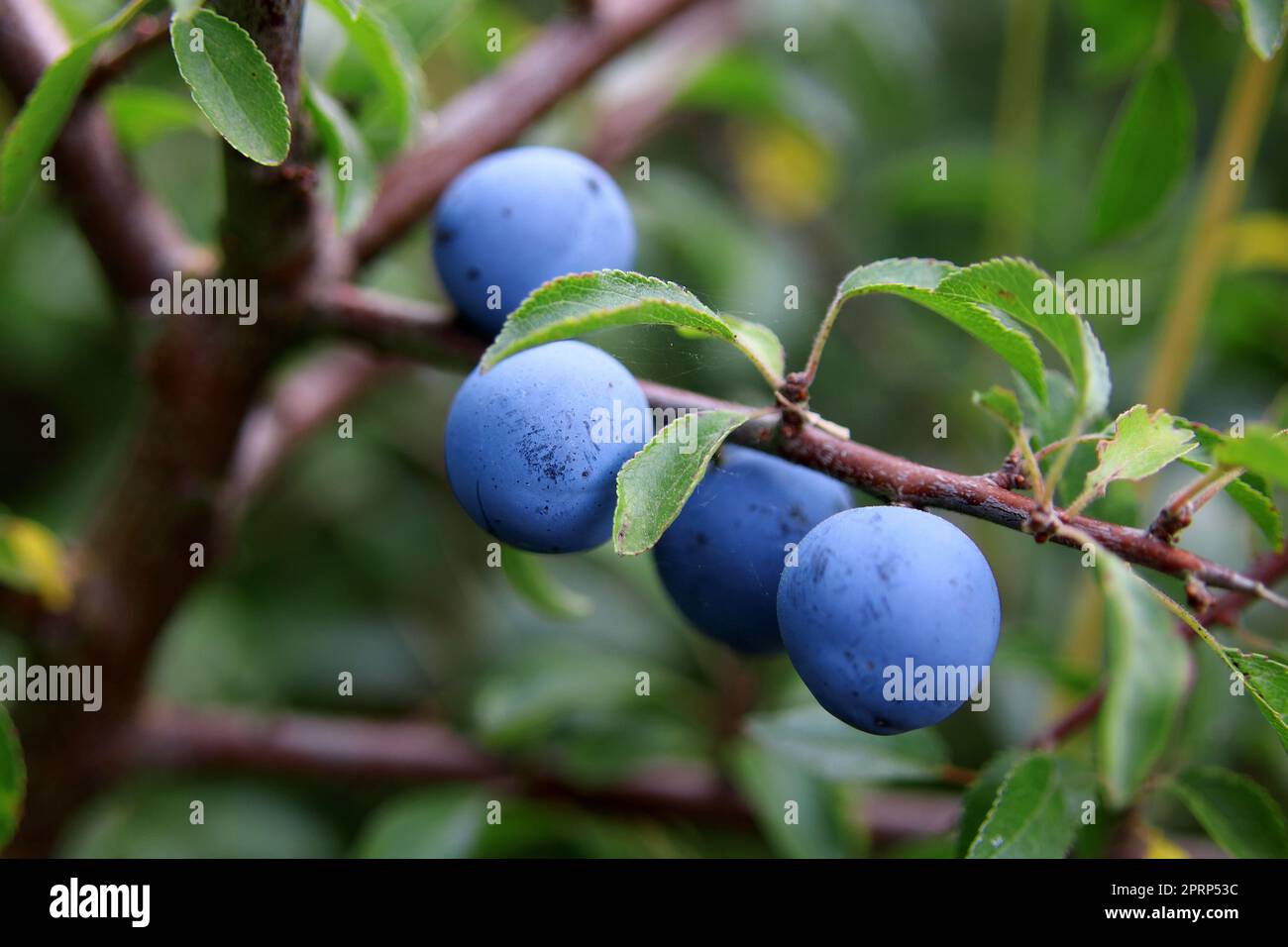 Ripe sloes in the autumn forest Stock Photo - Alamy